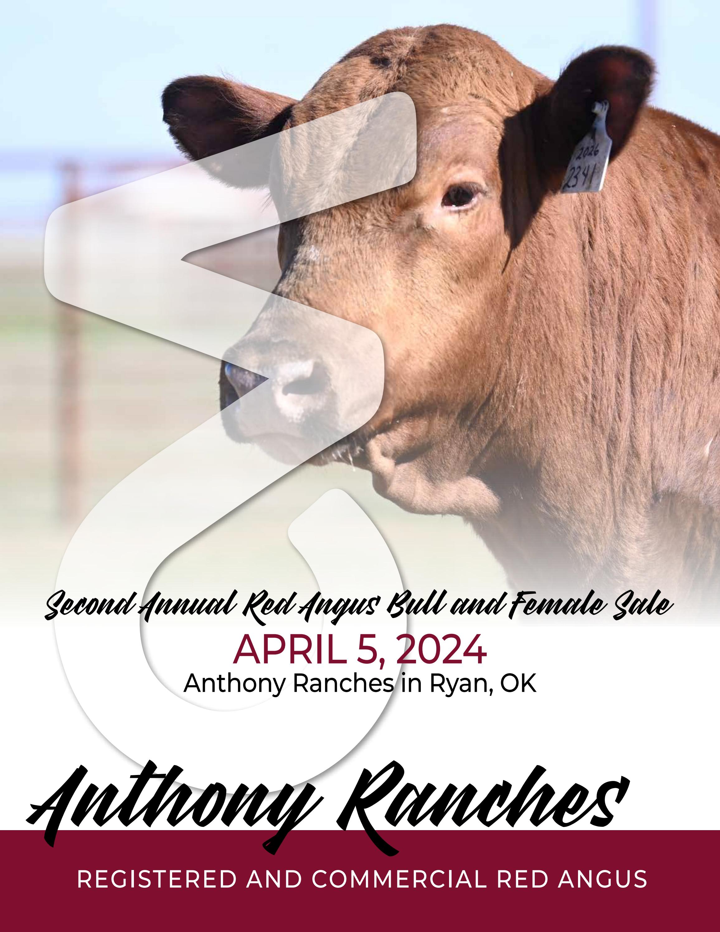 2024 Anthony Red Angus Bull and Female Sale by Julie Murnin - Issuu