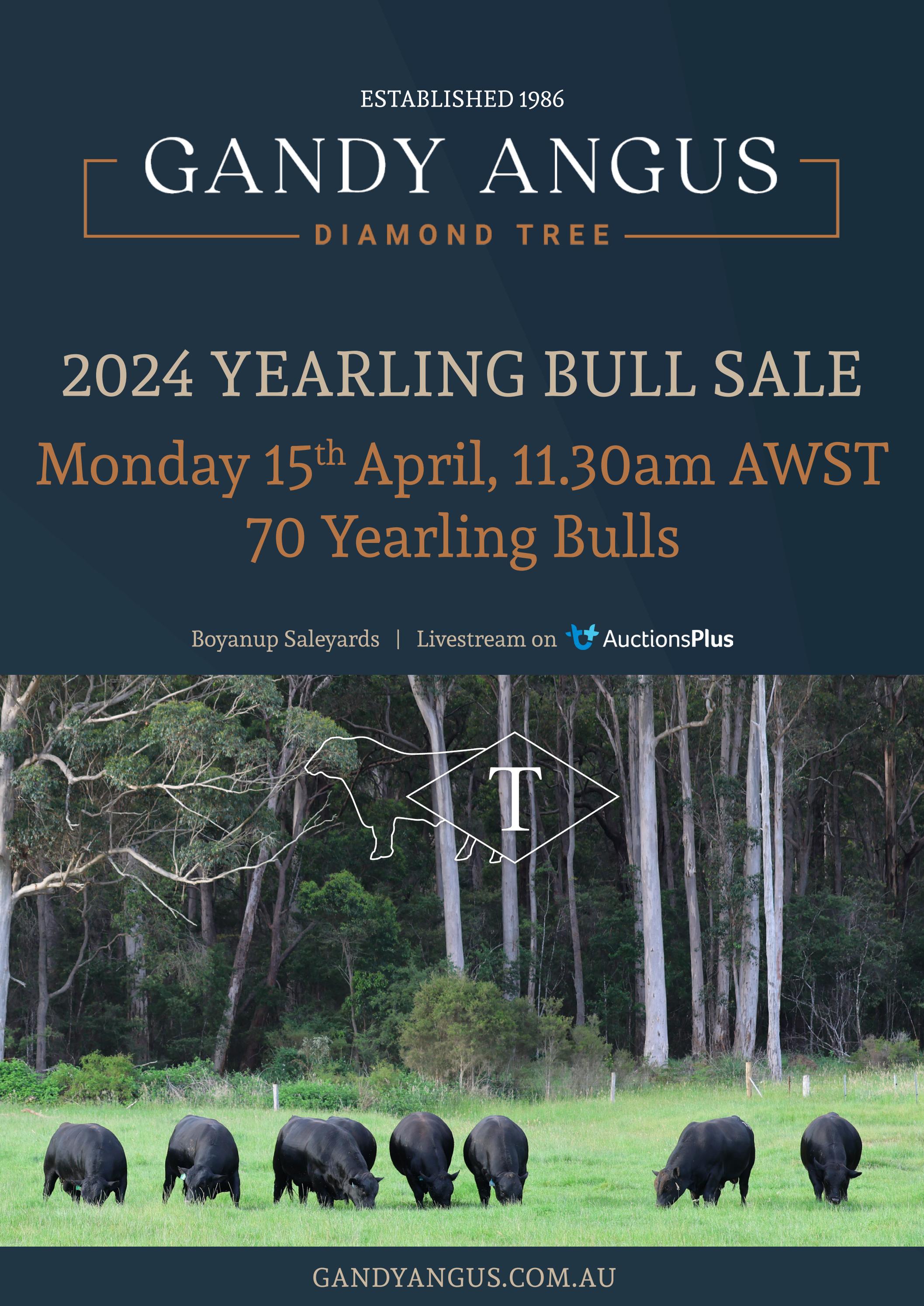 Gandy Angus Yearling Bull Sale 2024 by Angus Australia - Issuu