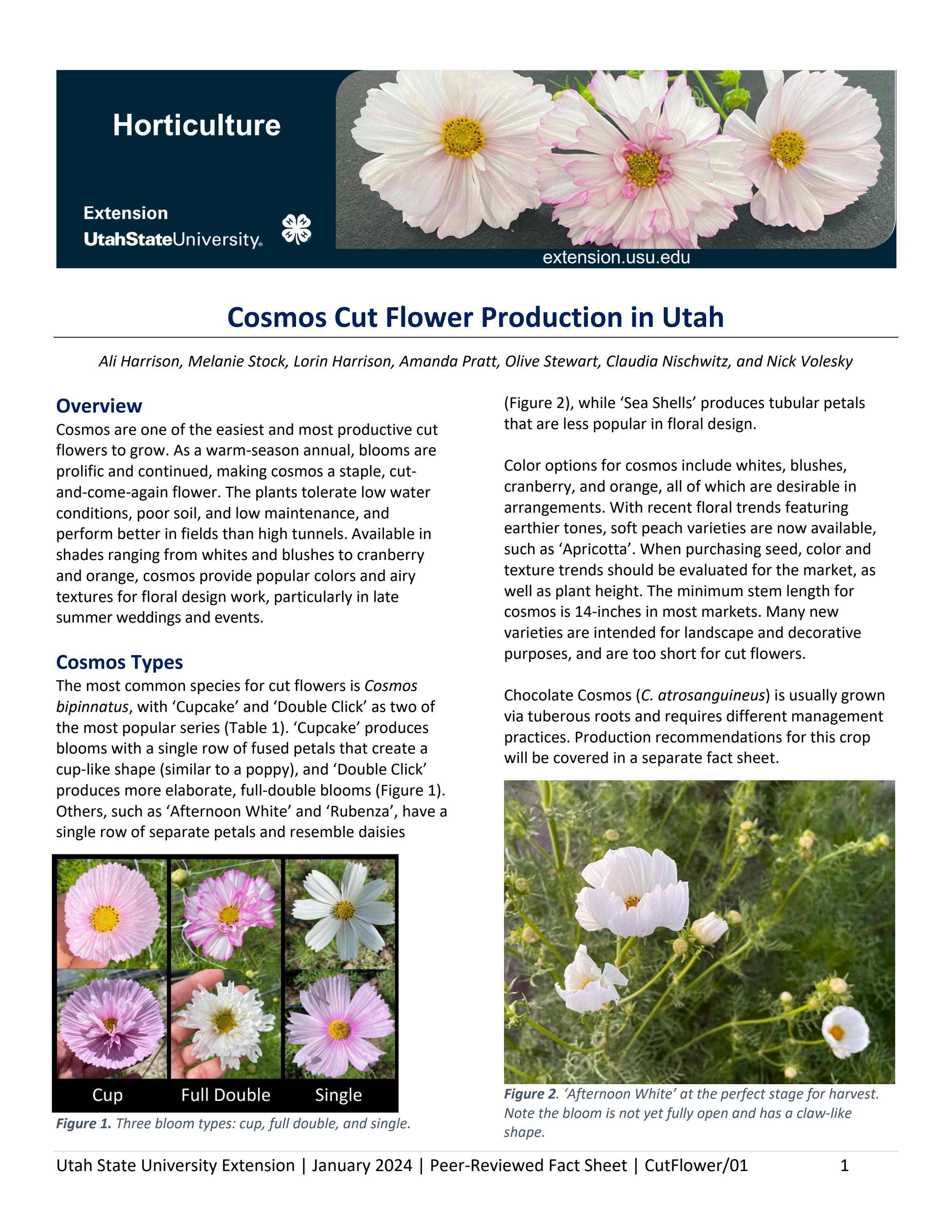 Cosmos Cut Flower Production in Utah by Utah State University Extension ...