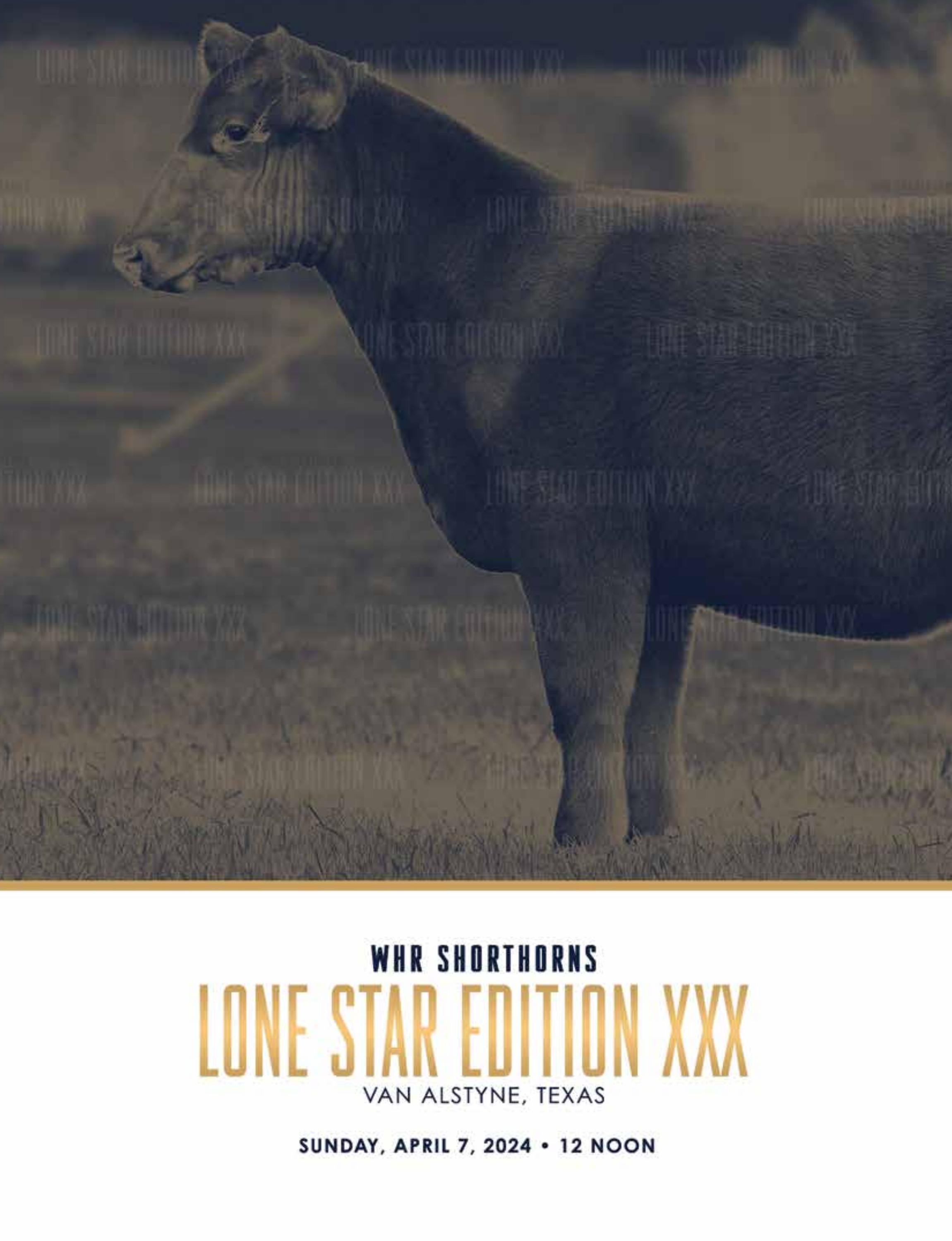 WHR Shorthorn Lone Star XXX by SCI - Stephanie Cronin, INC - Issuu