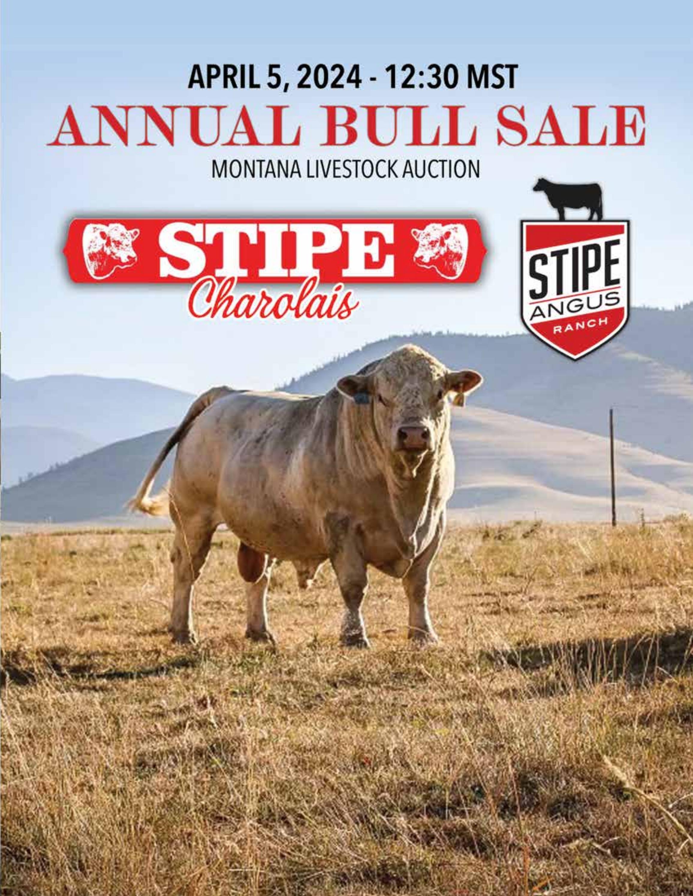 Stipe Angus 2024 Annual Sale by Ranch House Designs - Issuu
