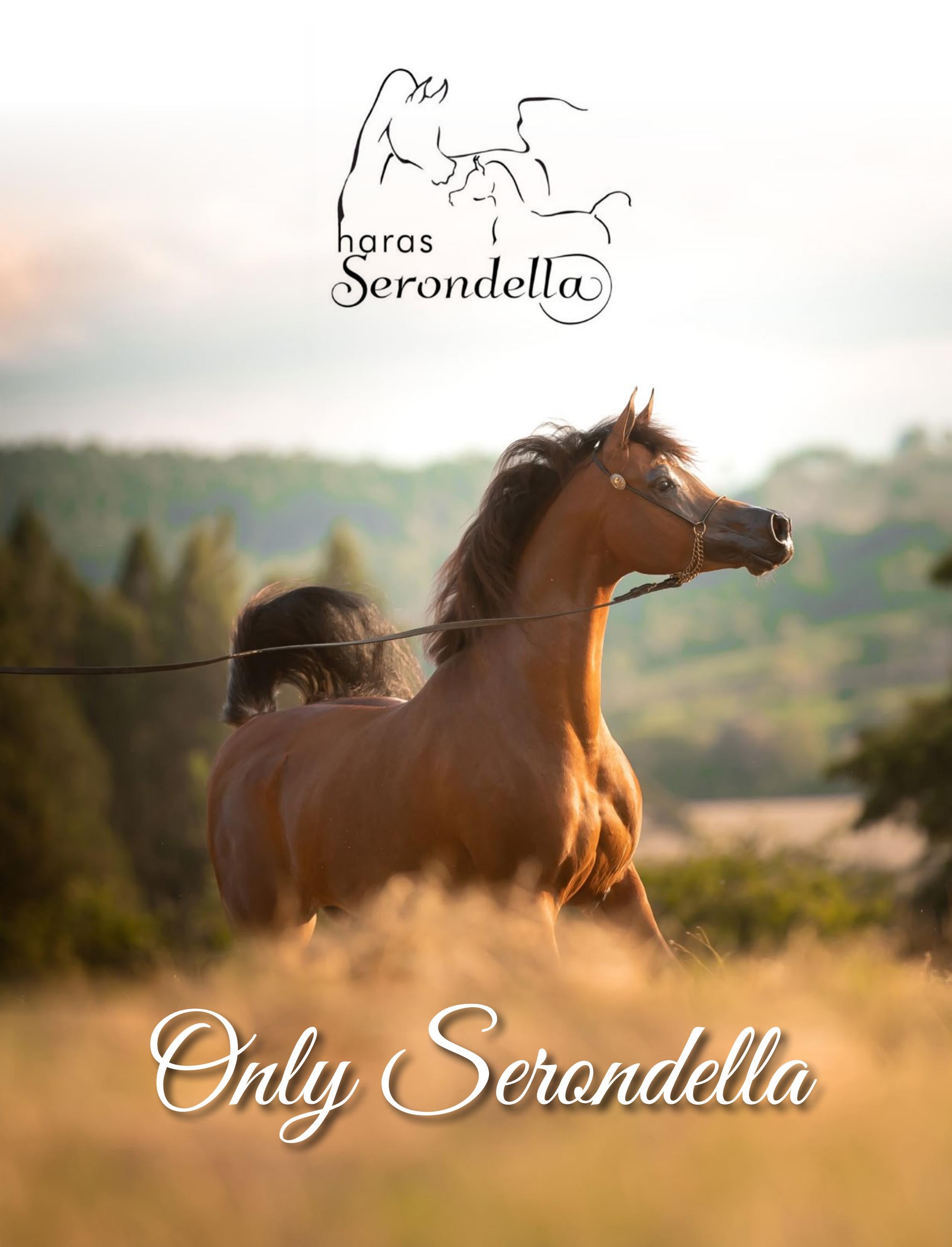 Only Serondella by Alim editrice - Issuu