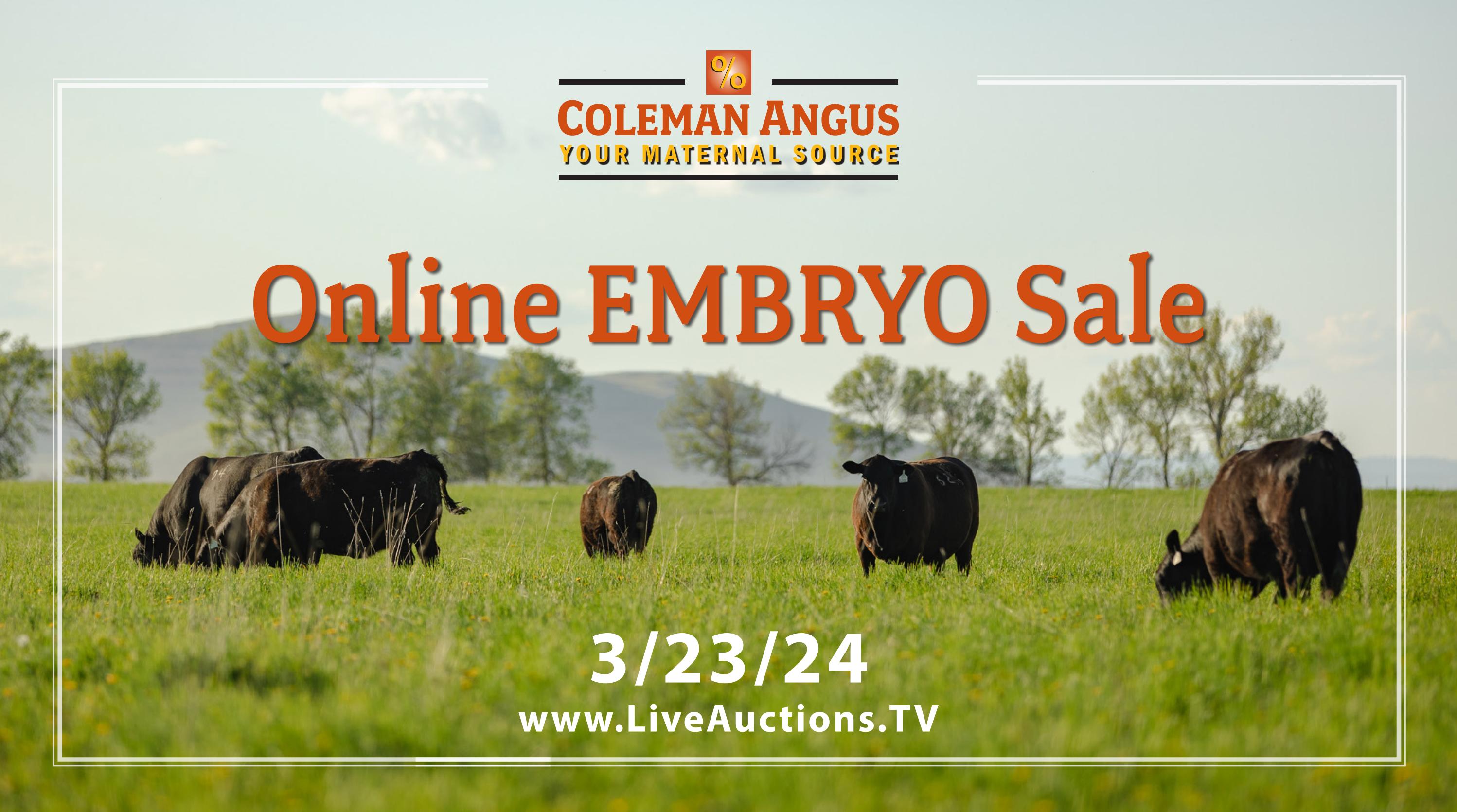 Coleman Angus Your Maternal Source March Online Embryo Sale 2024 by ...