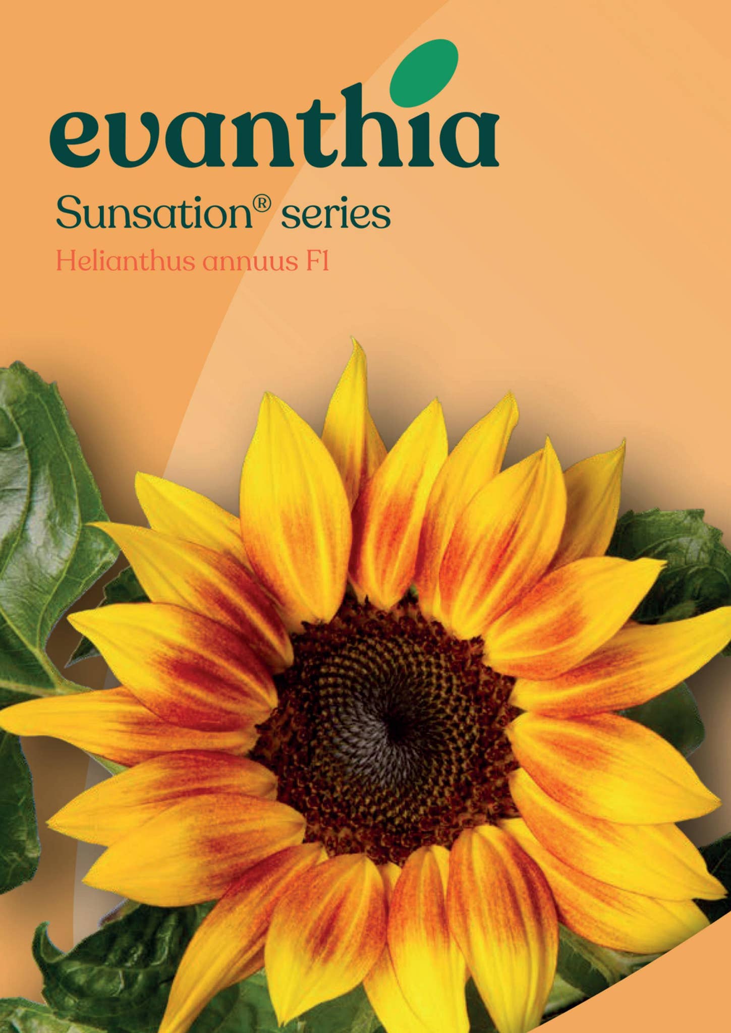 Sunsation Sunflower Leaflet by Evanthia Seeds & Plants - Issuu