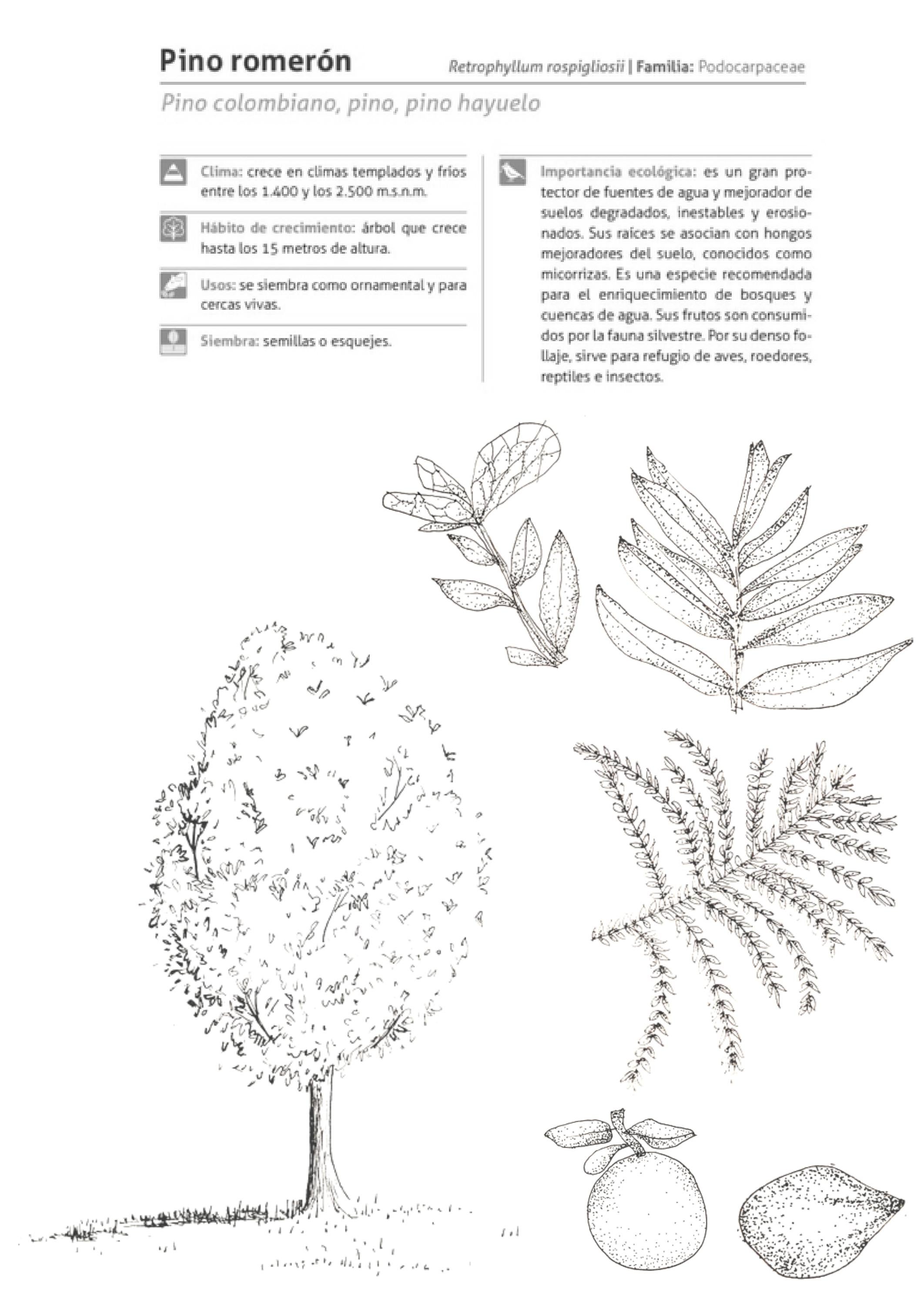 Reflexión de Siembra de Pino Romeron by Michael Muñoz - Issuu