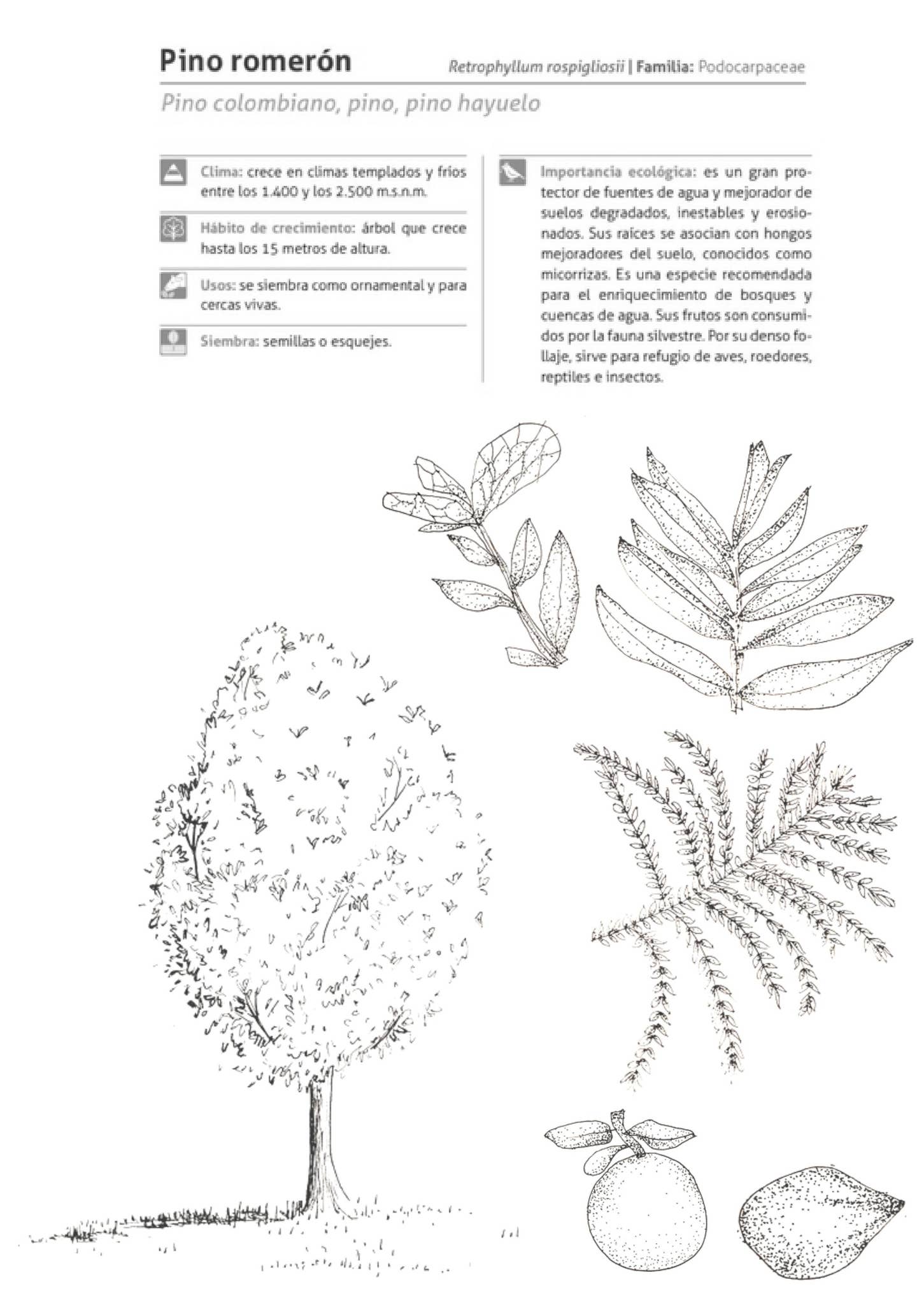 Reflexión de Siembra de Pino Romeron by Michael Muñoz - Issuu