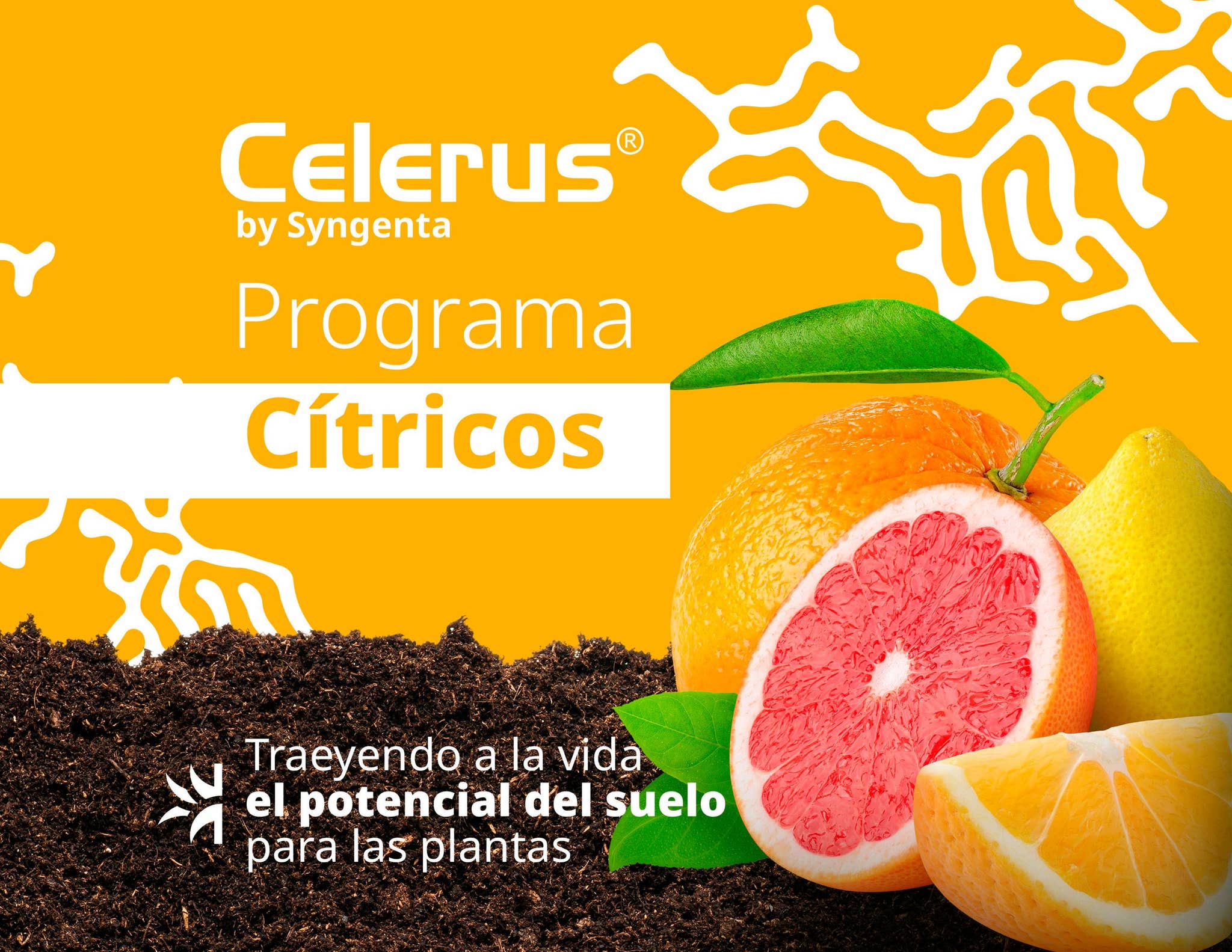 Programa Celerus® Bioestimulantes - Cítricos by Syngentachile - Issuu