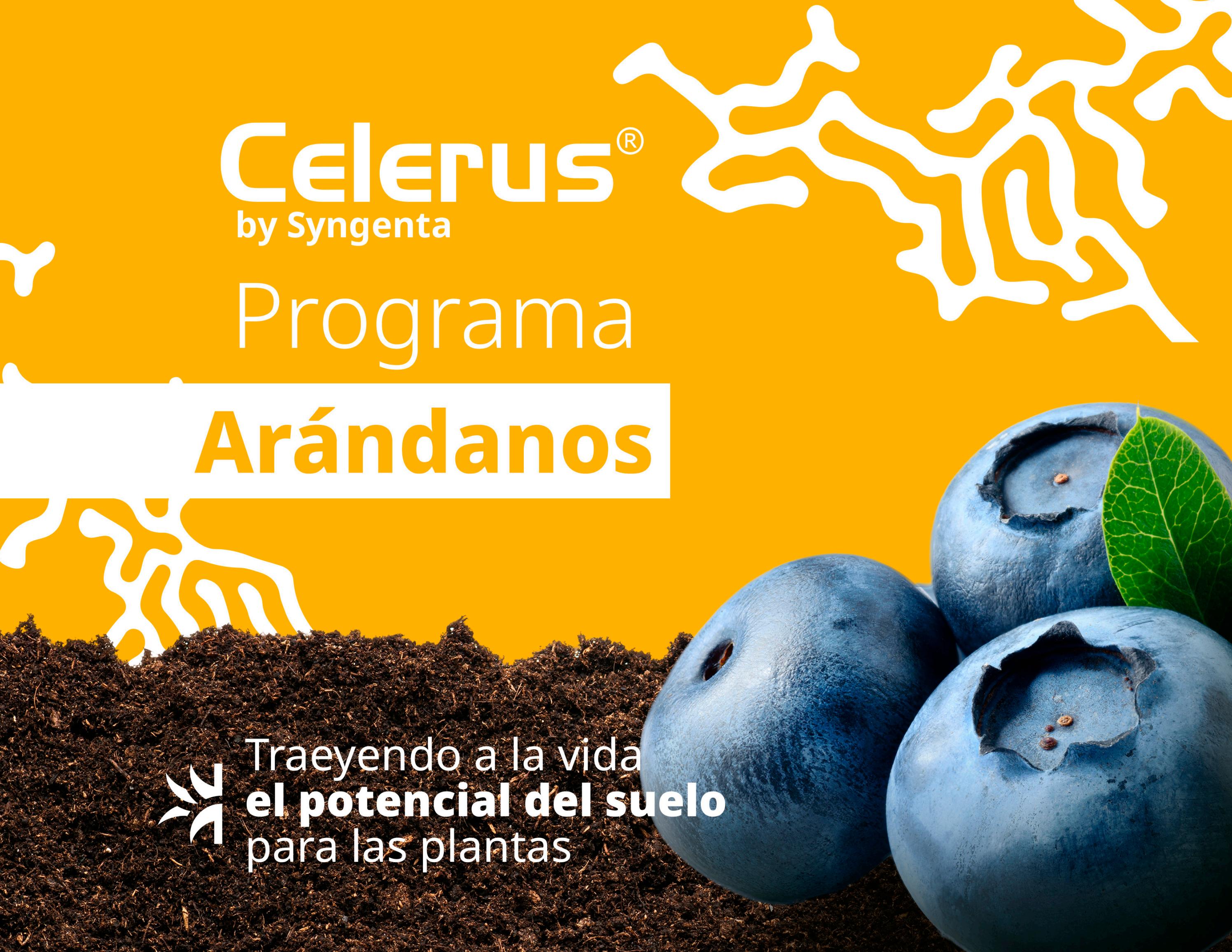 Programa Celerus® Bioestimulantes - Arándanos by Syngentachile - Issuu