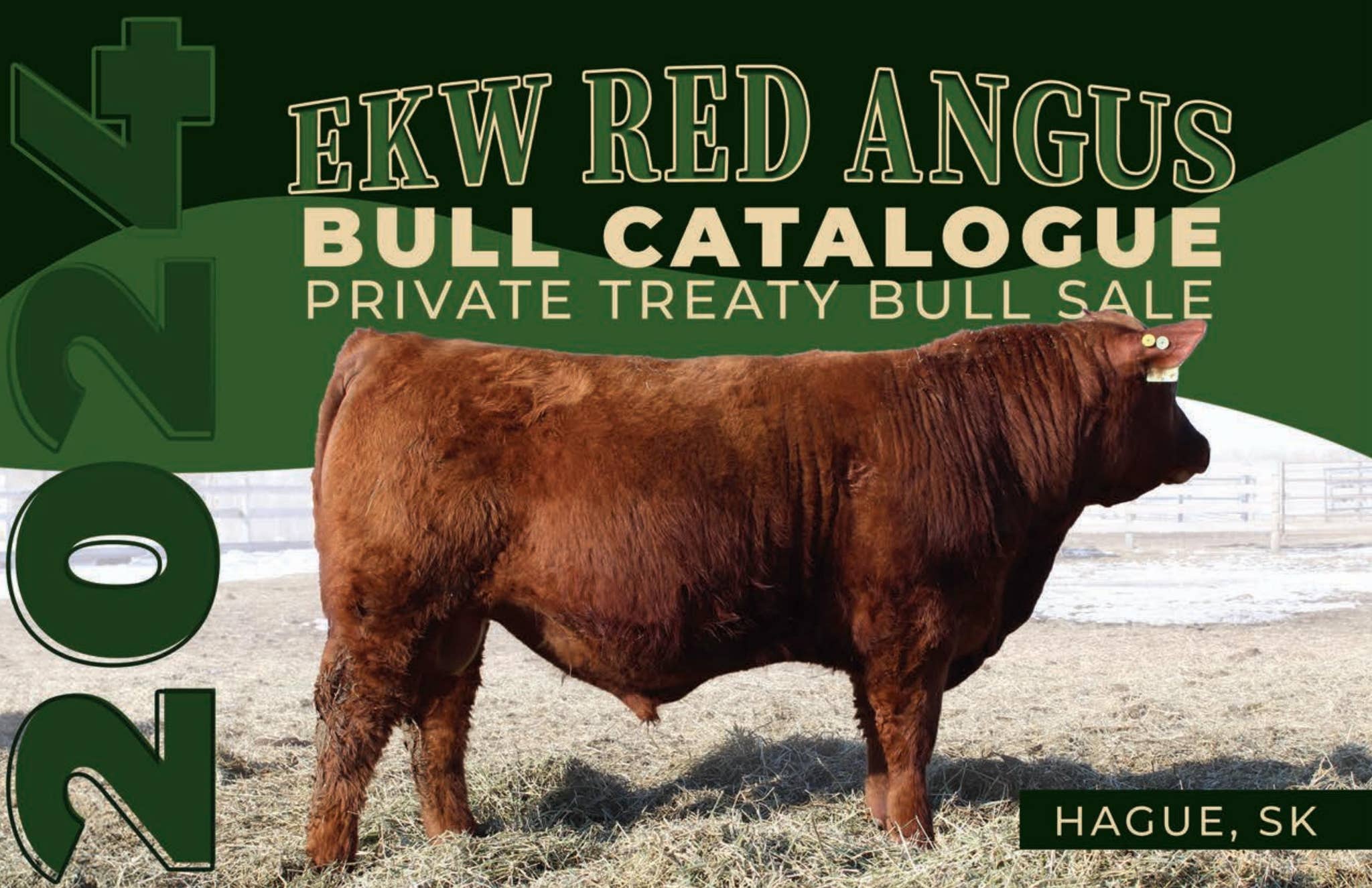 EKW Red Angus Bull Catalogue by Today's Publishing Inc. - Issuu