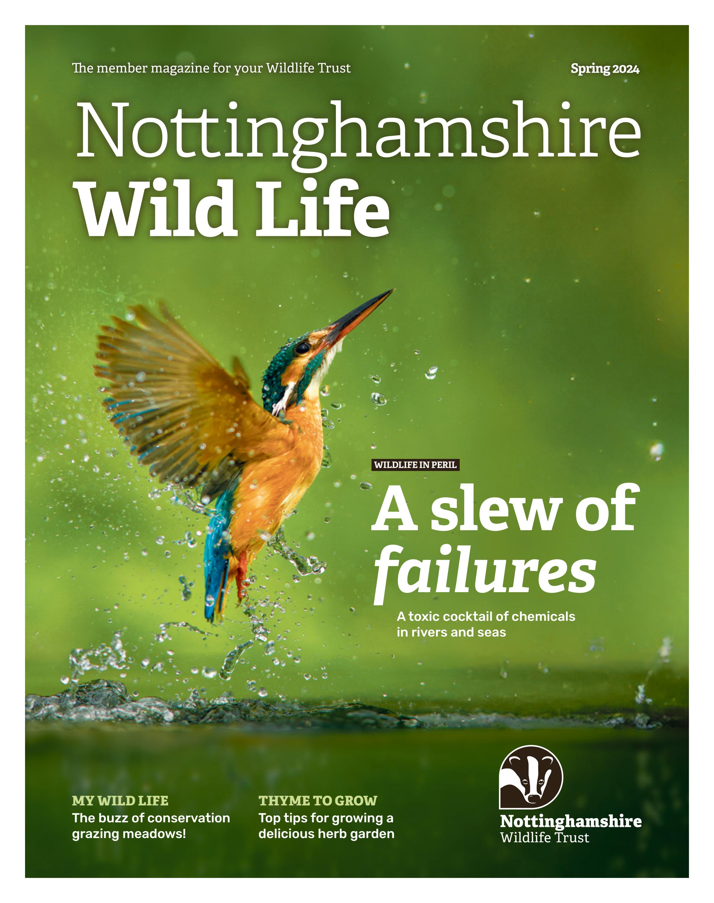 Nottinghamshire Wildlife Trust Members Spring 2024 Magazine by ...
