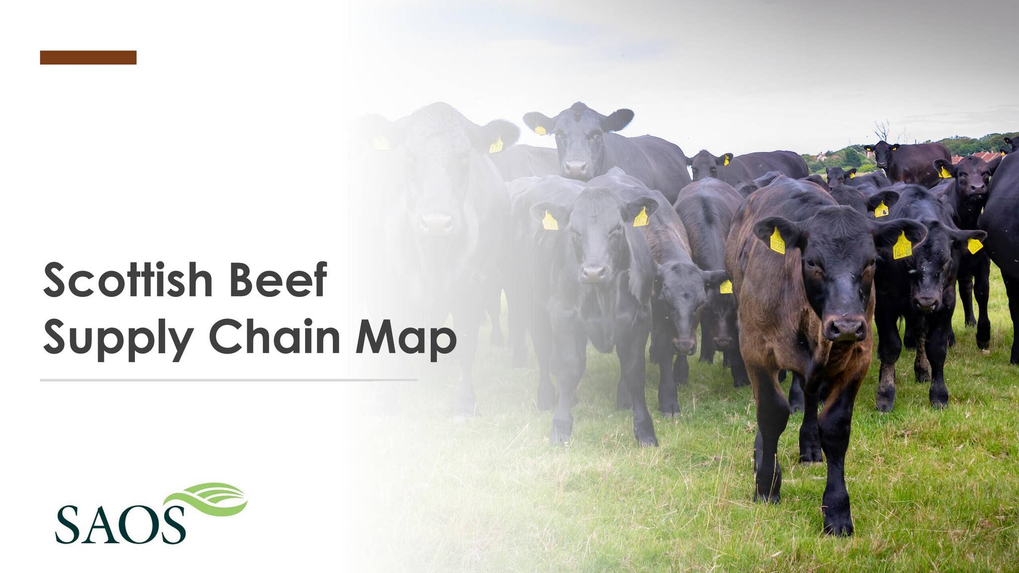 Scottish Beef Supply Chain Map - (Mar 24) by SAOS - working together we ...