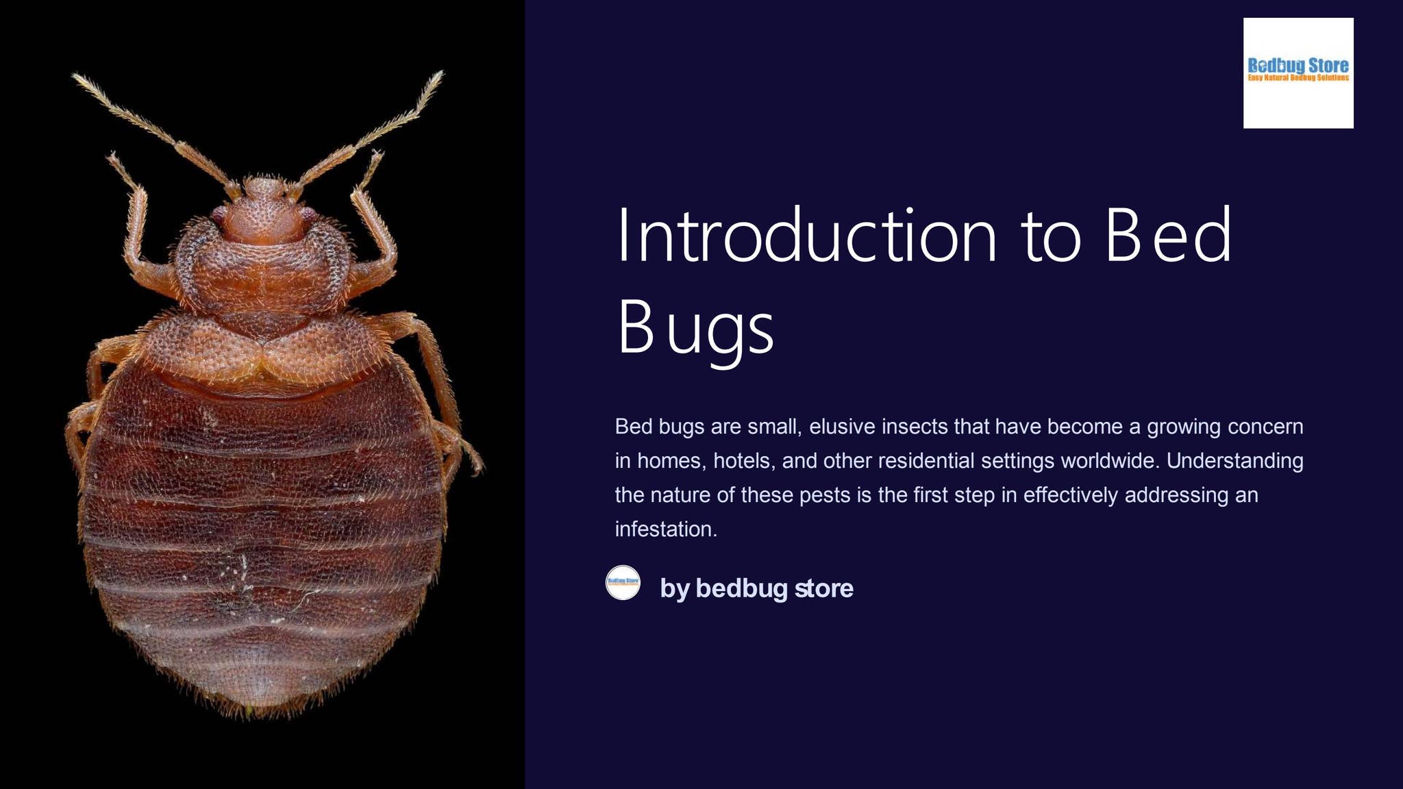 Can UV Light Detect Bed Bugs? by Bedbugstore - Issuu