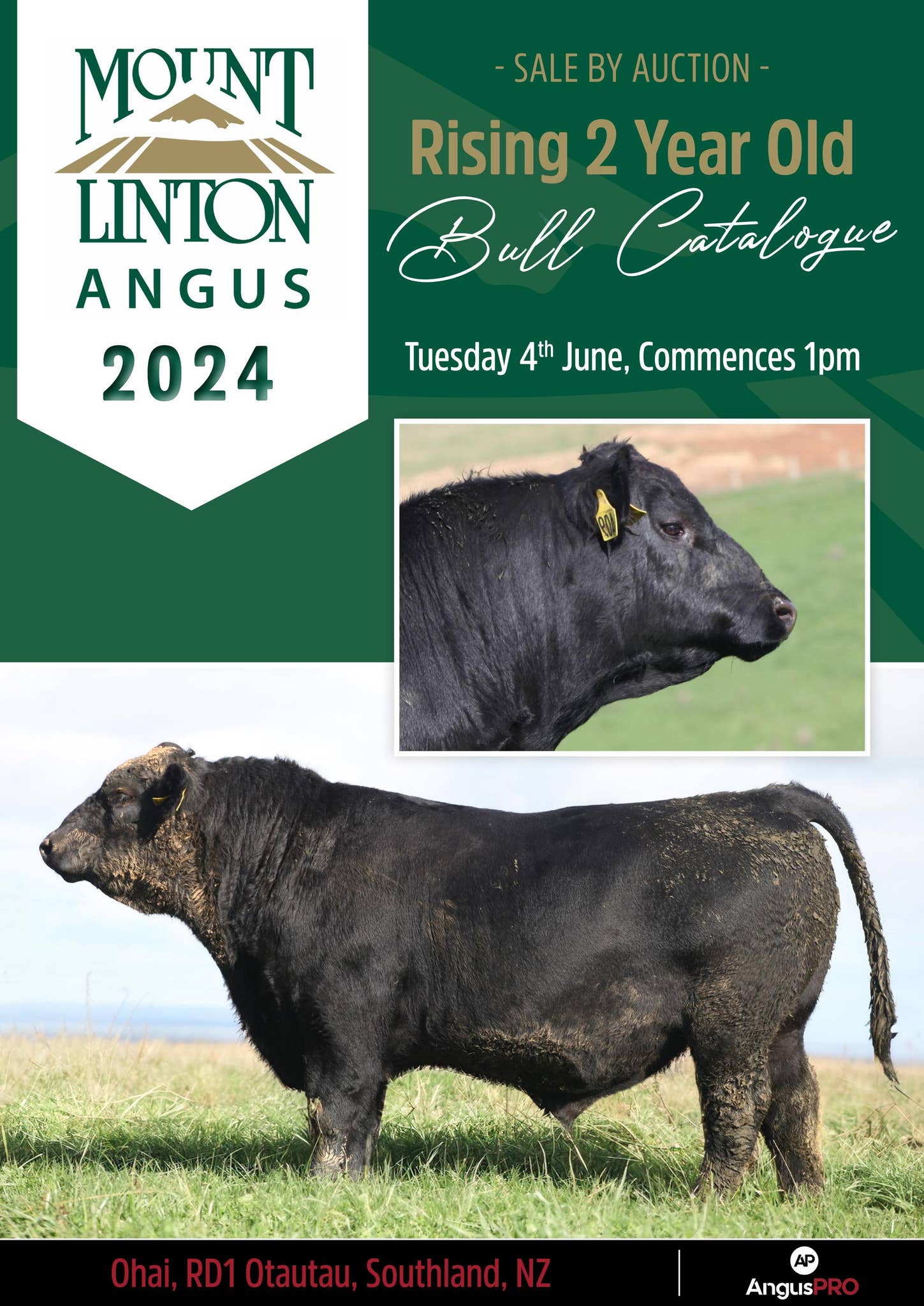 Mount Linton Angus Rising 2 Year Old Bull Catalogue 2024 by Angus ...