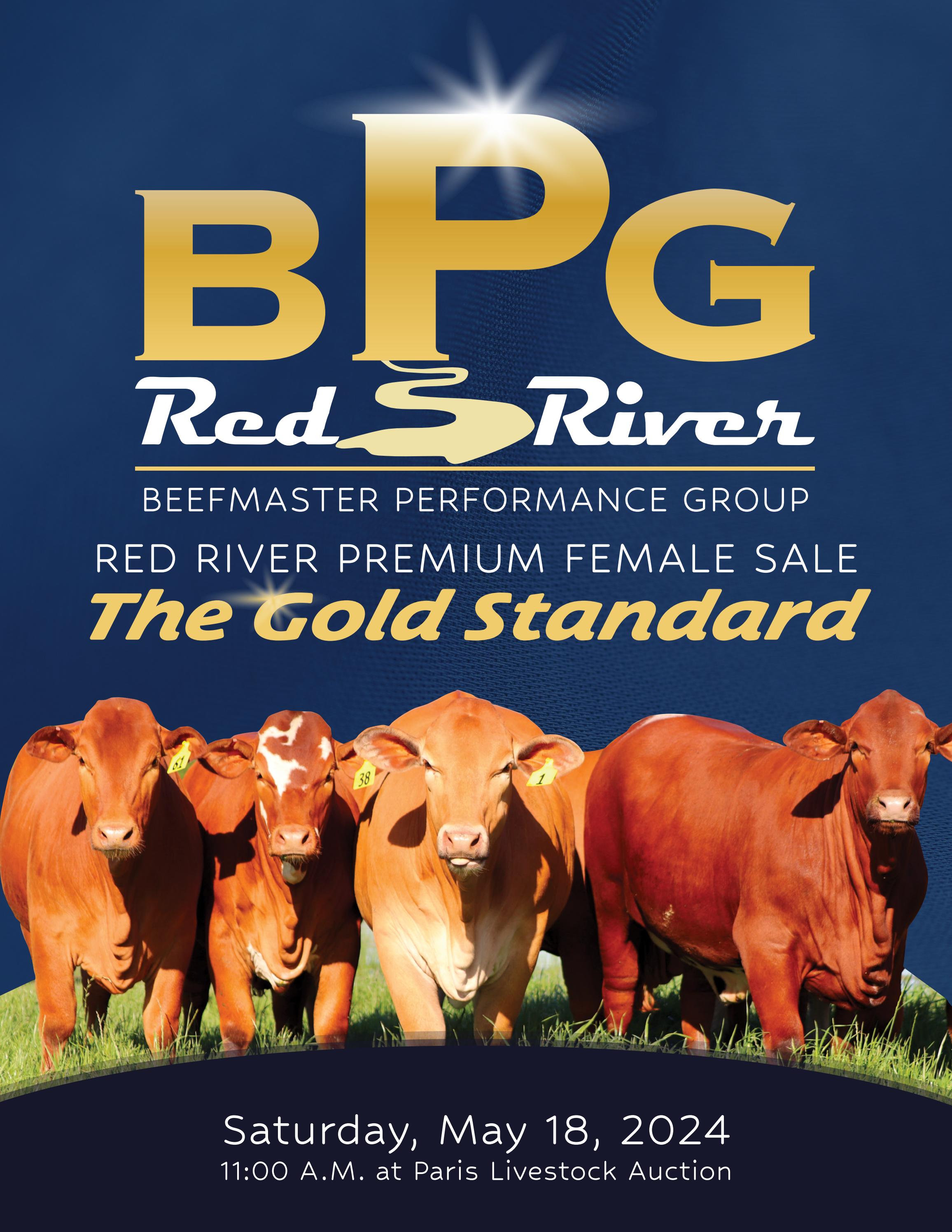 Red River Beefmaster Performance Group-Premium Female Sale 2024 by ...