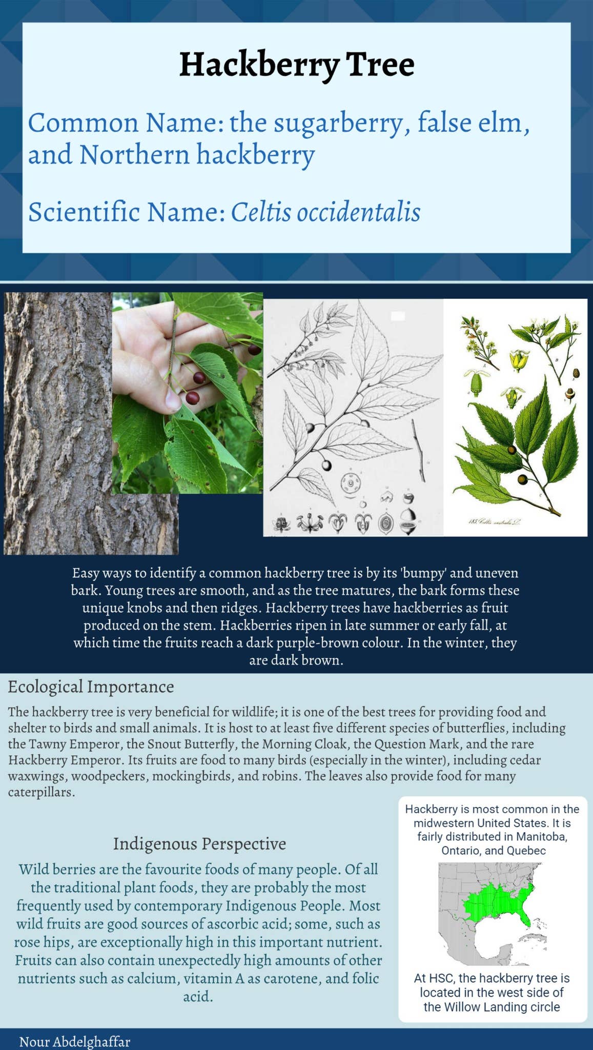 Hackberry Tree by Hillfield Strathallan College - Issuu