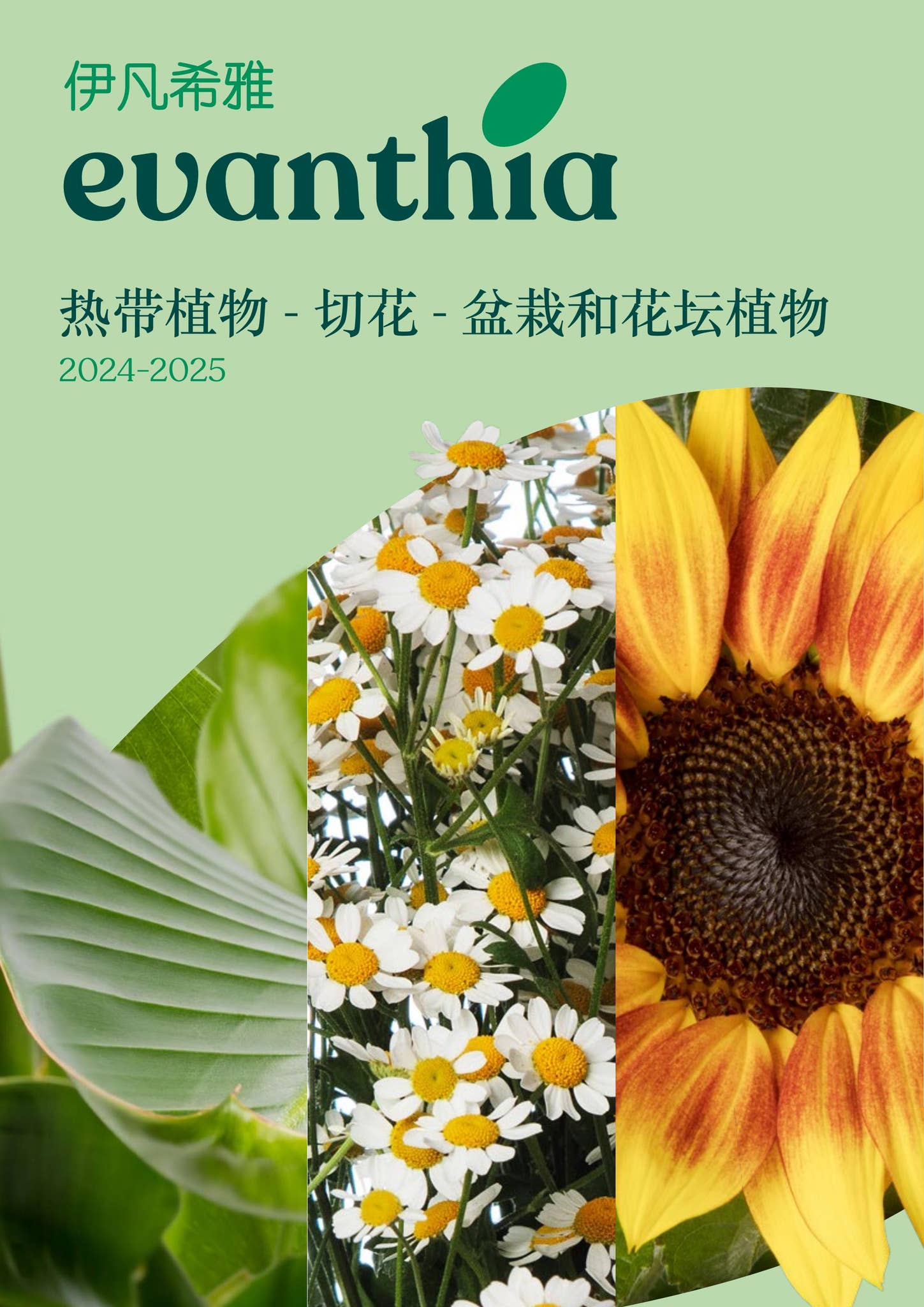 Leaflet China by Evanthia Seeds & Plants - Issuu