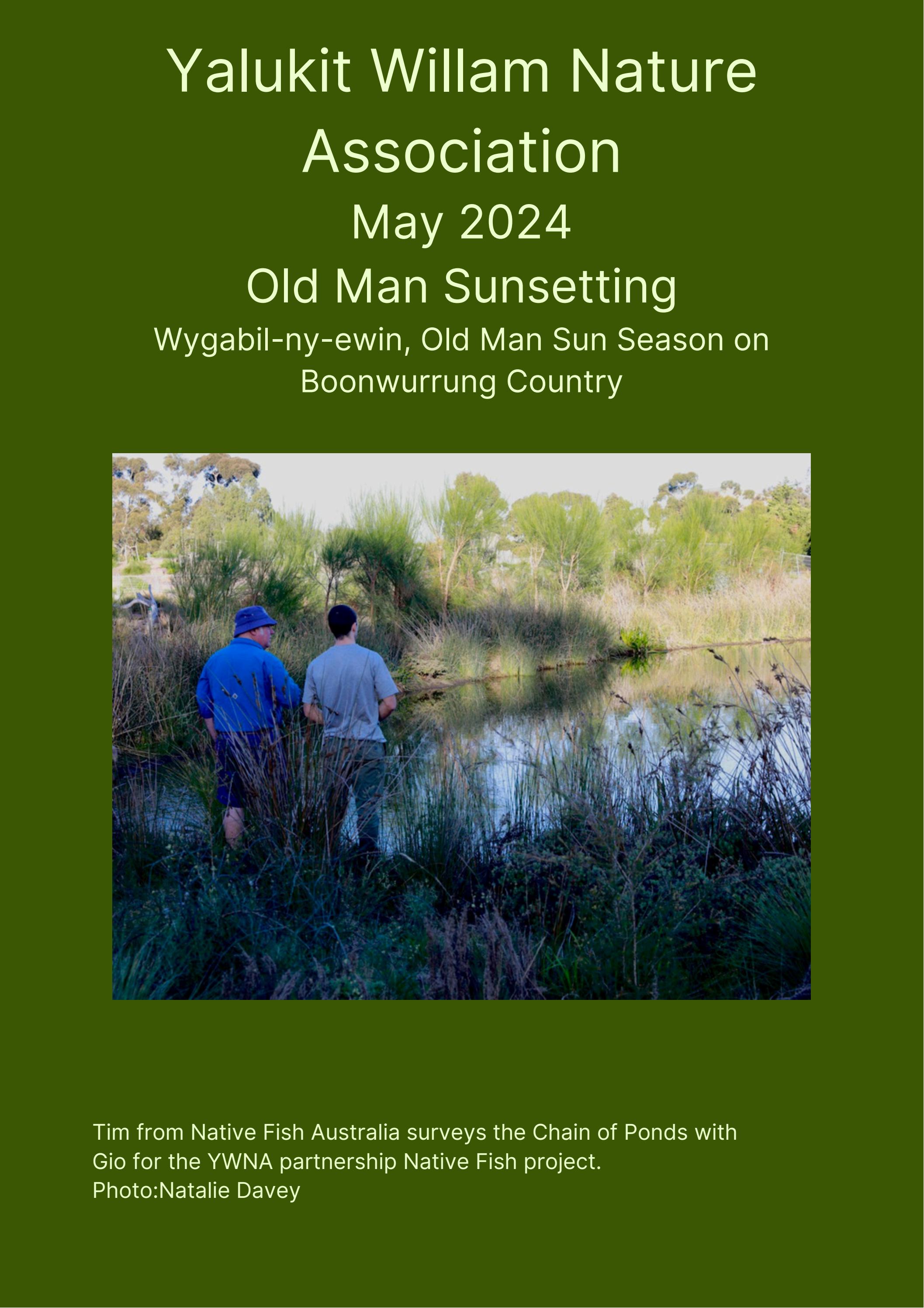 Yalukit Willam Nature Association May 2024 Newsletter Old Man ...