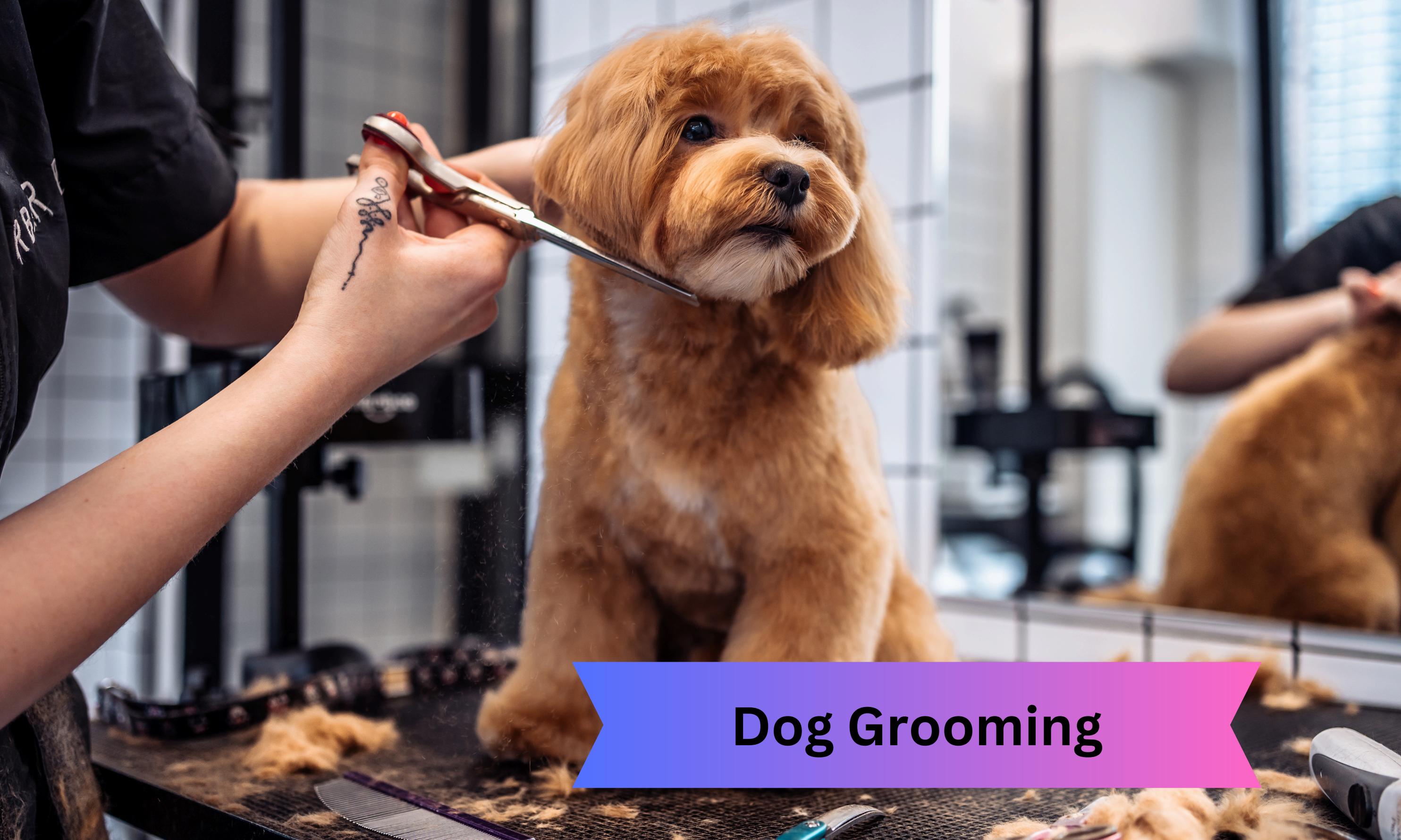 A Beginner’s Guide to Starting a Dog Grooming Business by ...