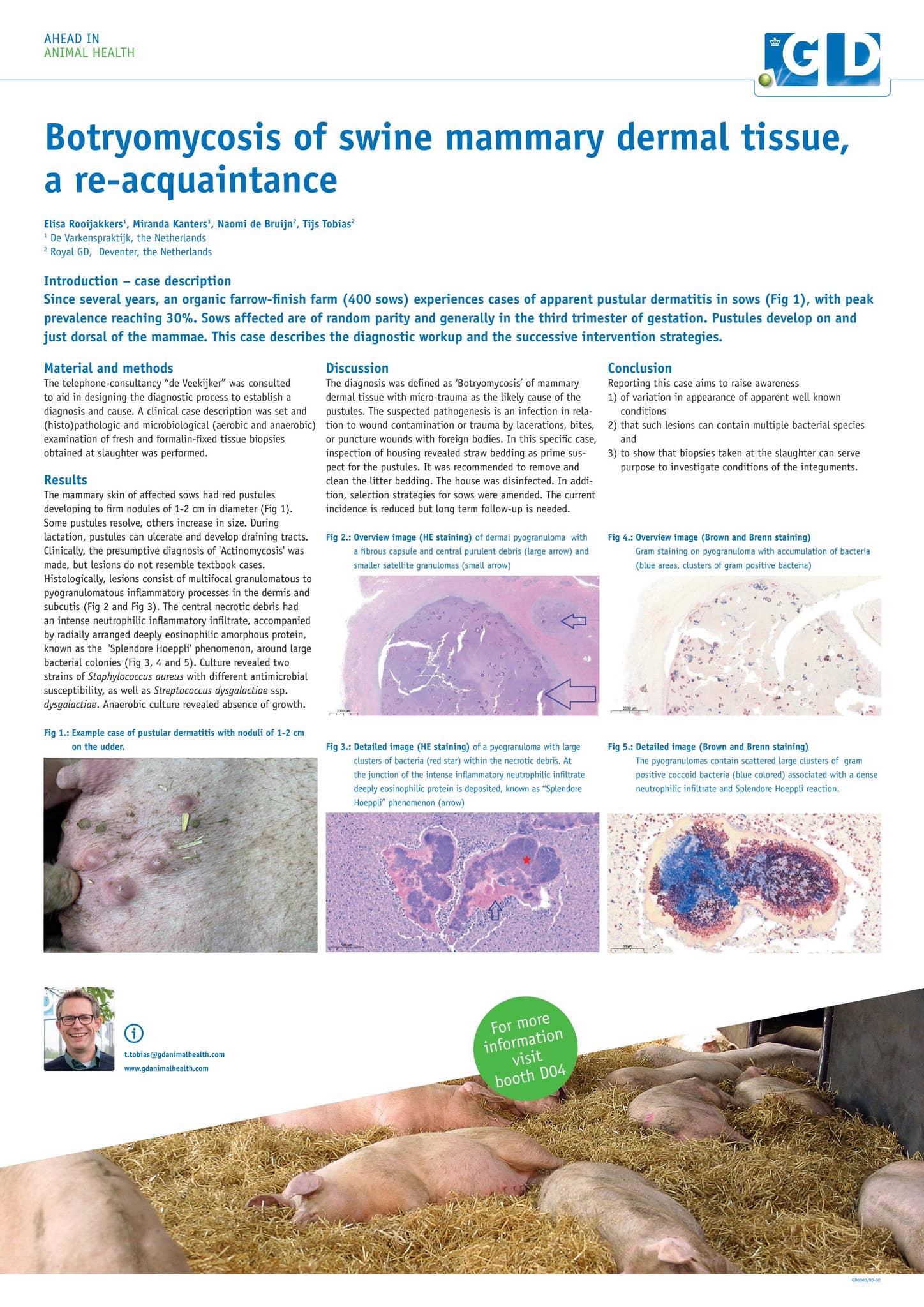 Botryomycosis of swine mammary dermal tissue, a re-acquaintance by ...