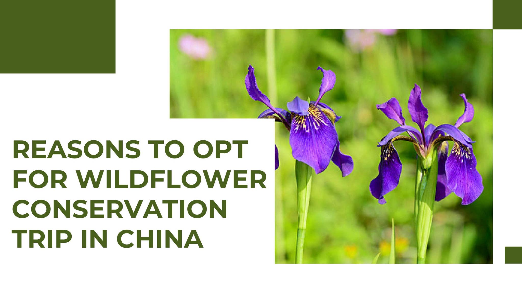 Reasons To Opt For Wildflower Conservation Trip In China by Sarah Rosie ...