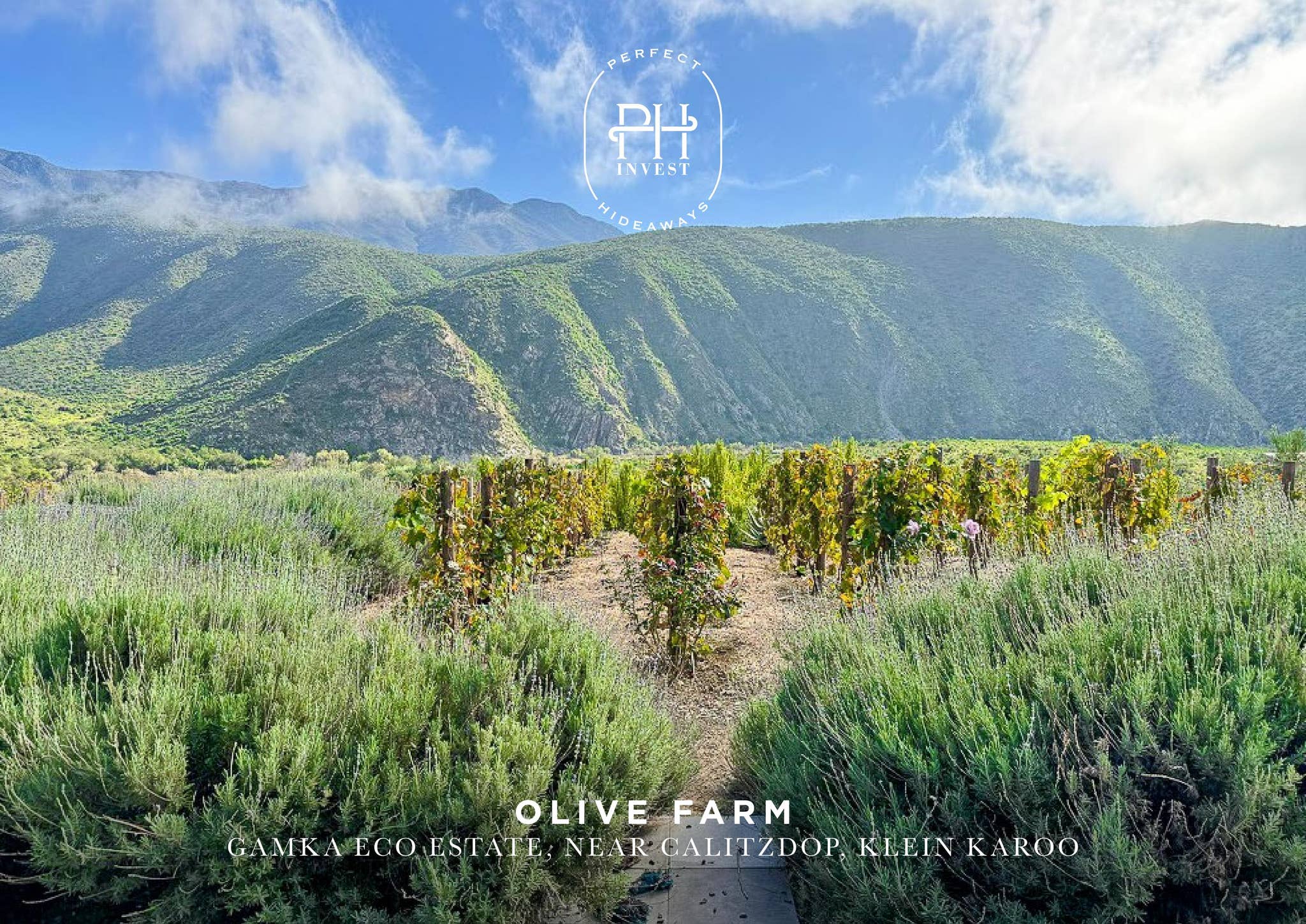 PHI- Olive Farm by Perfect Hideaways - Issuu