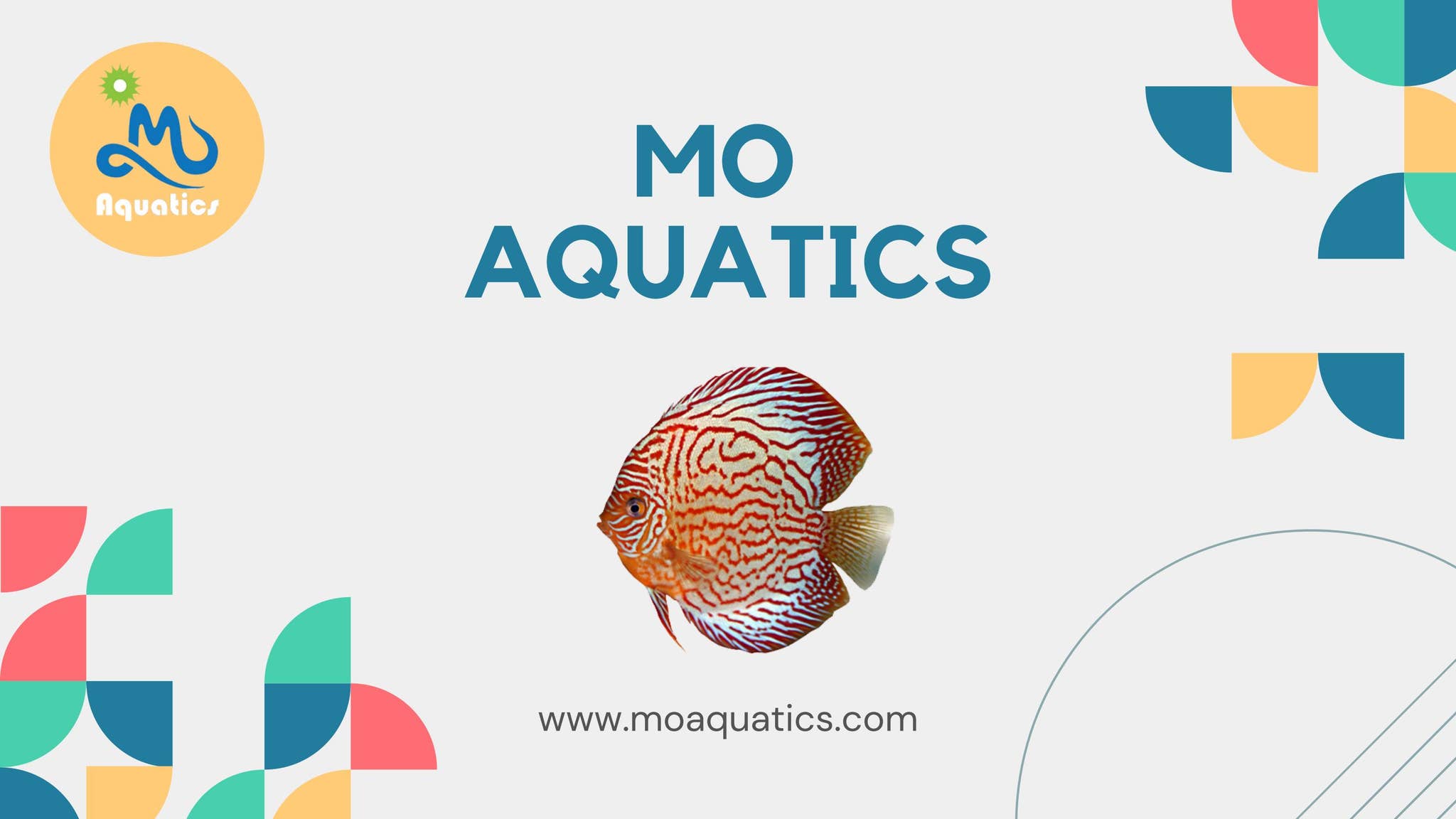 The Fish Shop That Has It All by Mo Aquatics - Issuu