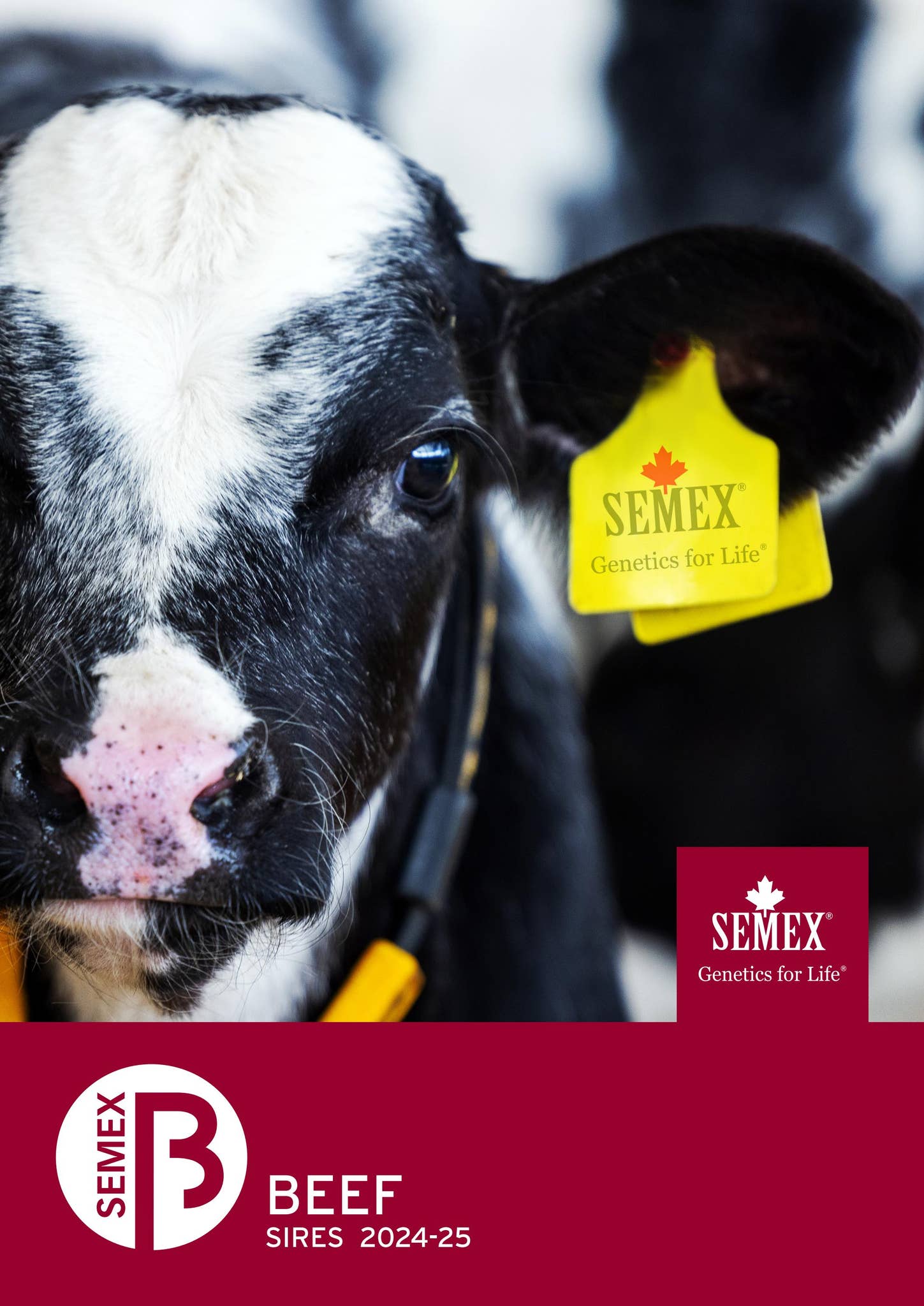 2024-2025 Semex UK Beef Catalogue by Semex - Issuu