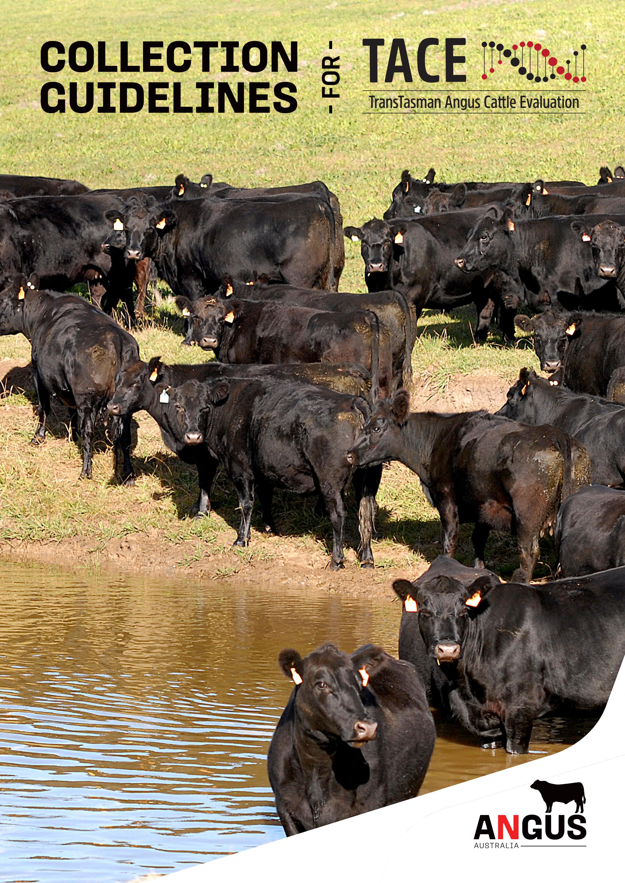 Collection Guidelines for TACE by Angus Australia - Issuu