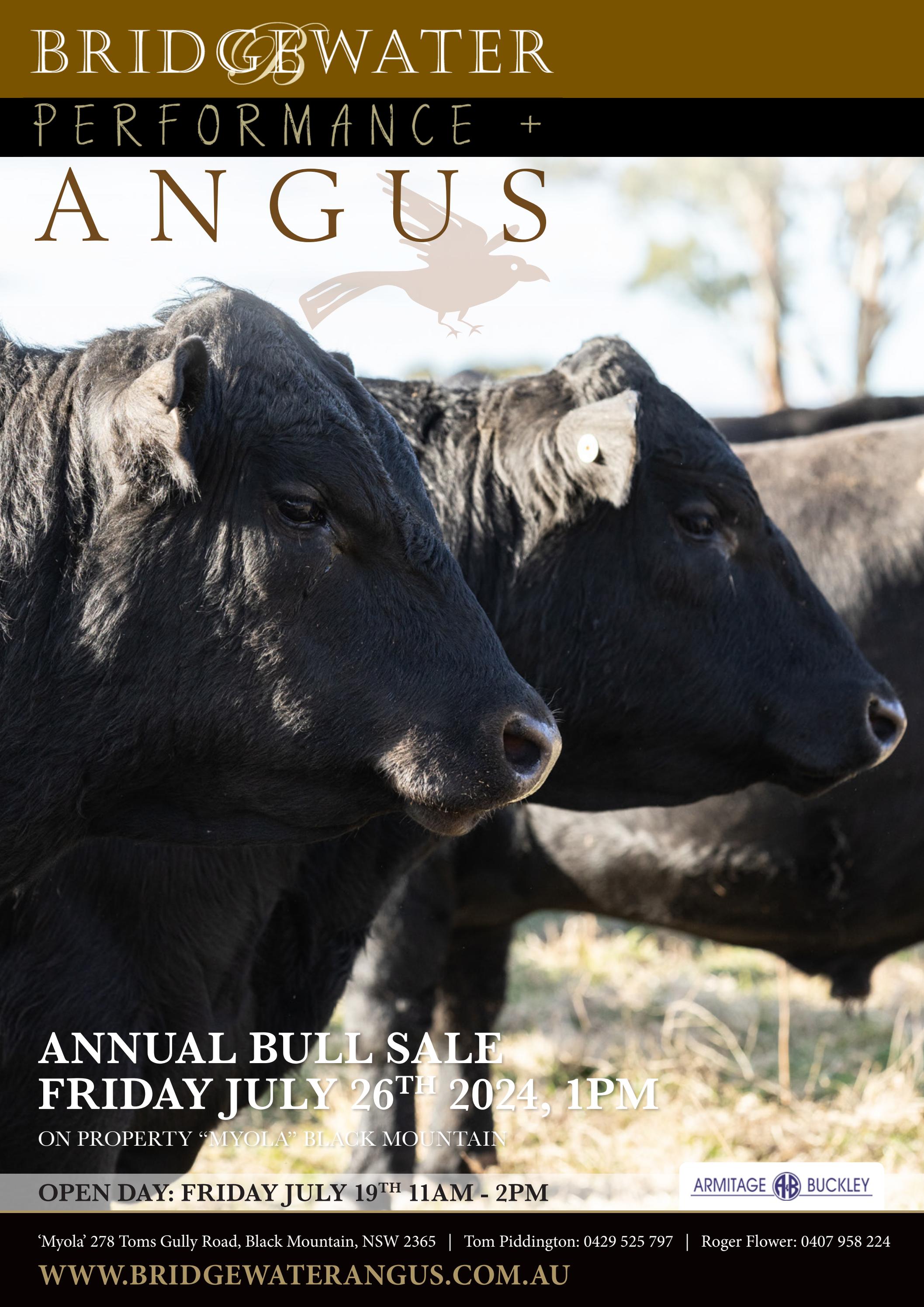 2024 Bridgewater Angus Sale Catalogue by Eight Pointer Creative Agency ...