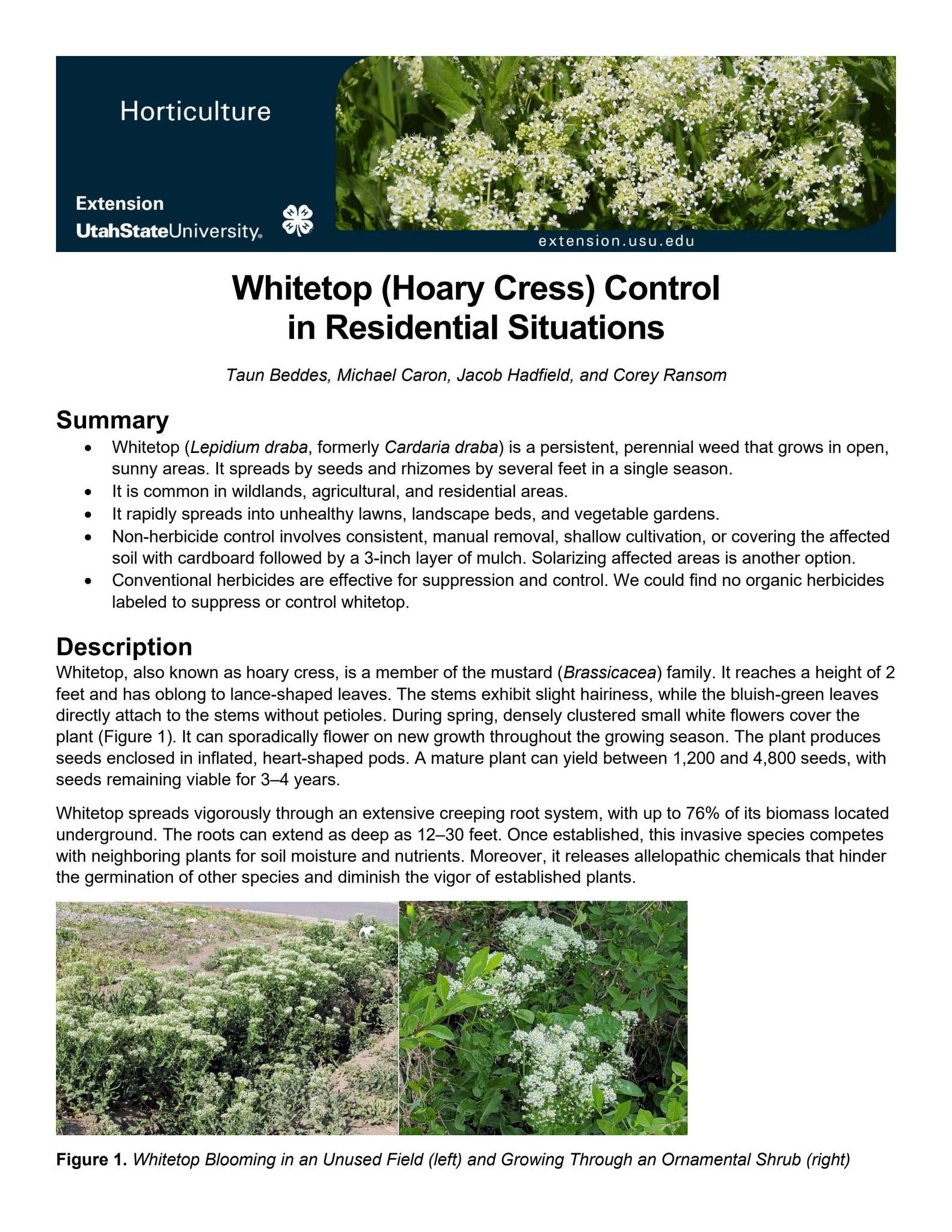 Whitetop (Hoary Cress) Control in Residential Situations by Utah State ...