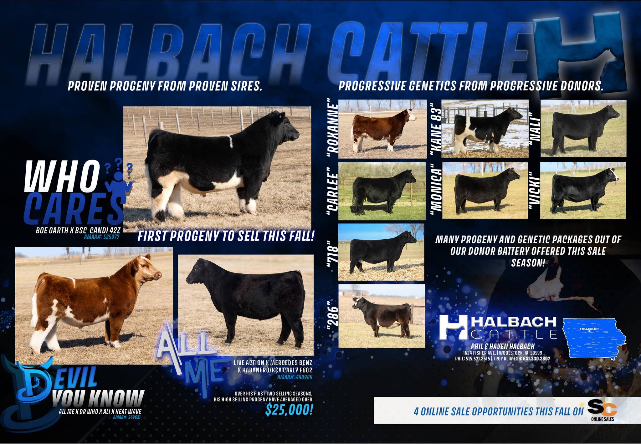 Halbach Cattle - The Show Circuit - August 2024 by The Show Circuit - Issuu