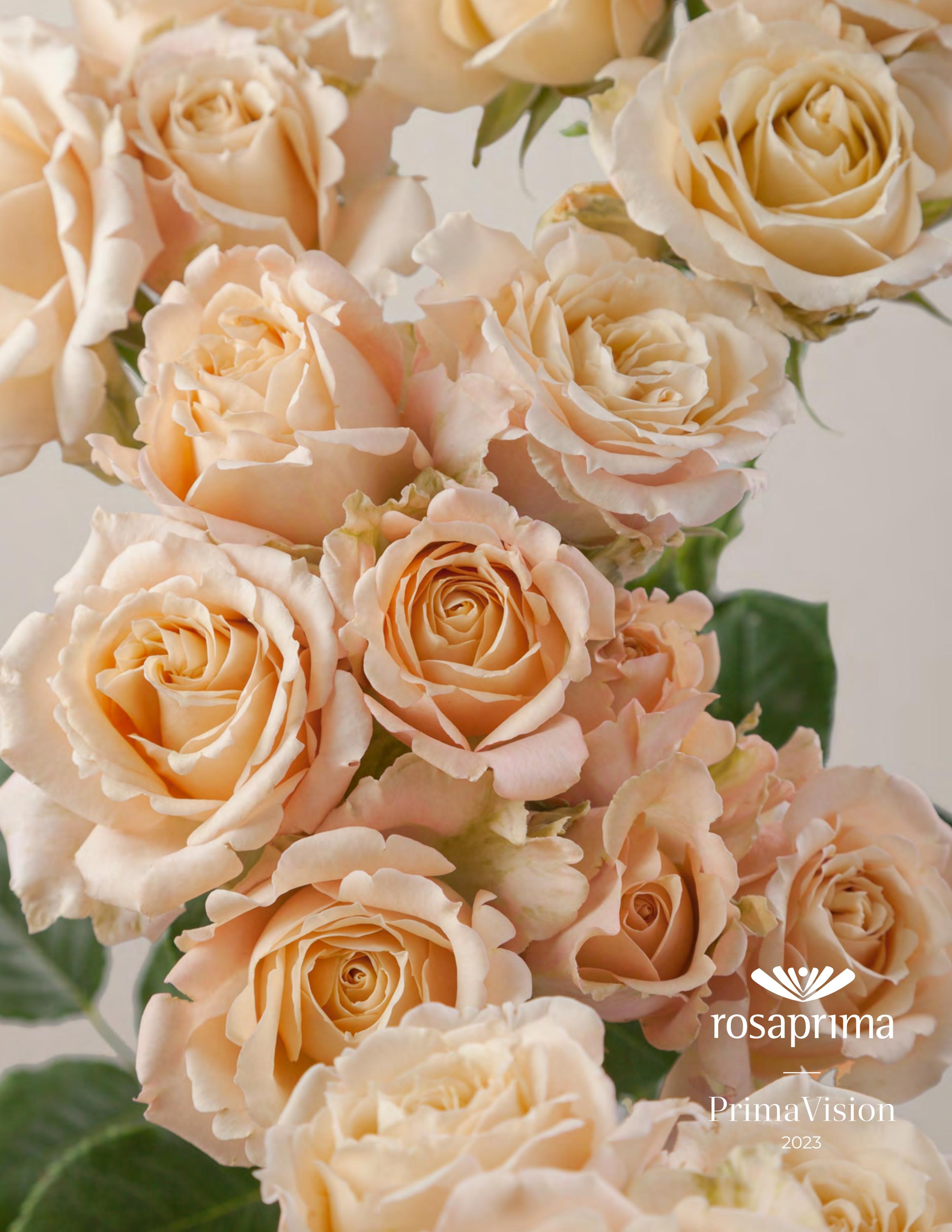 PrimaVision 2023 by Rosaprimamkt - Issuu