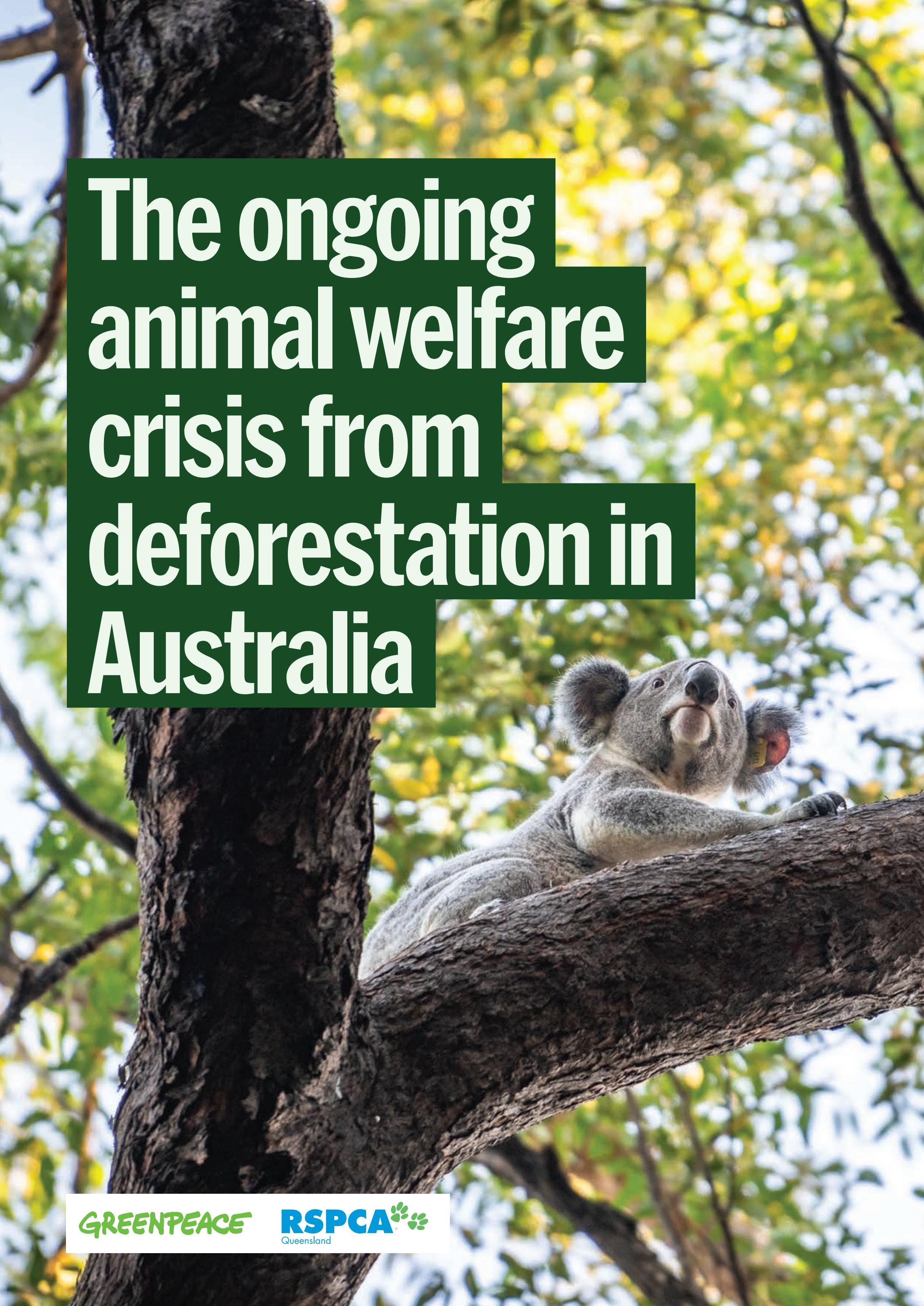 The ongoing animal welfare crisis from deforestation in Australia by ...