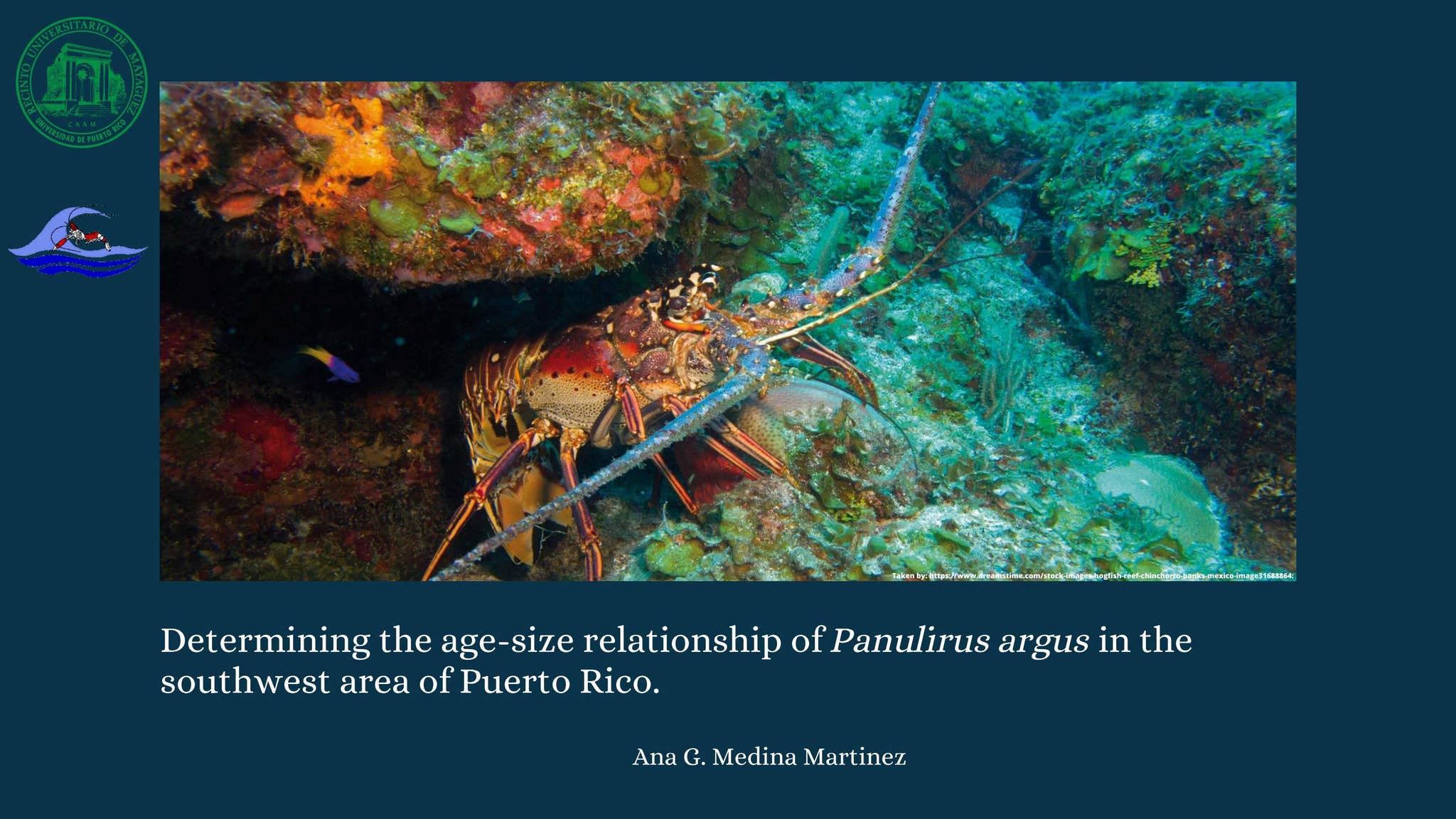 Determining the Age-Size Relationship of Panulirus argus in the ...