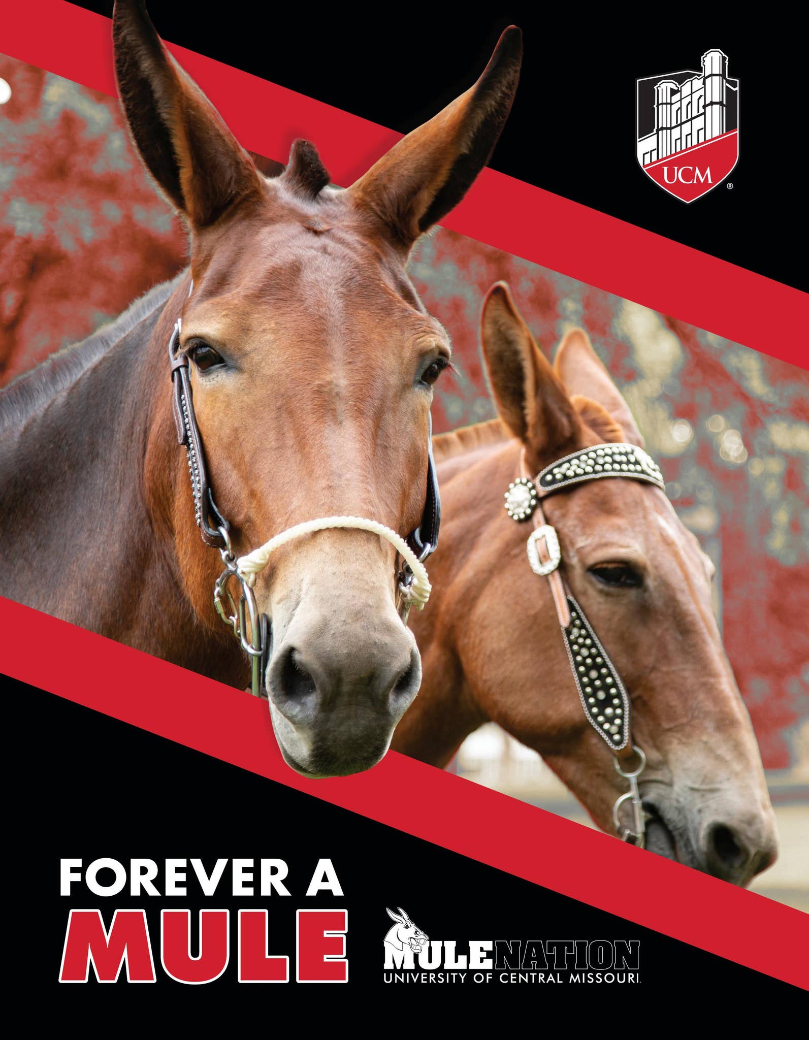 UCM: Forever a Mule by University of Central Missouri - Issuu