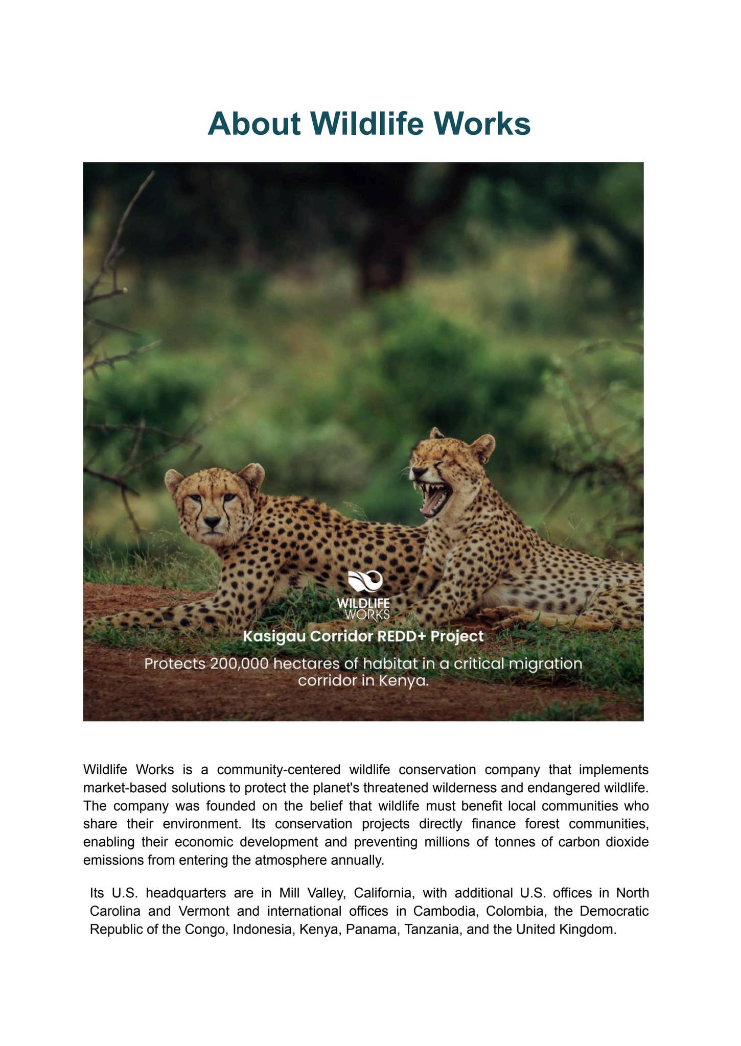 About Wildlife Works by Wildlife Works - Issuu