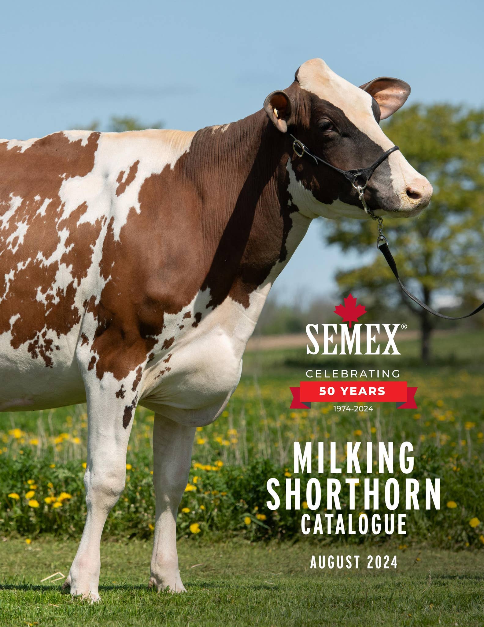 Semex - Milking Shorthorn Catalogue - August 2024 by Semex - Issuu
