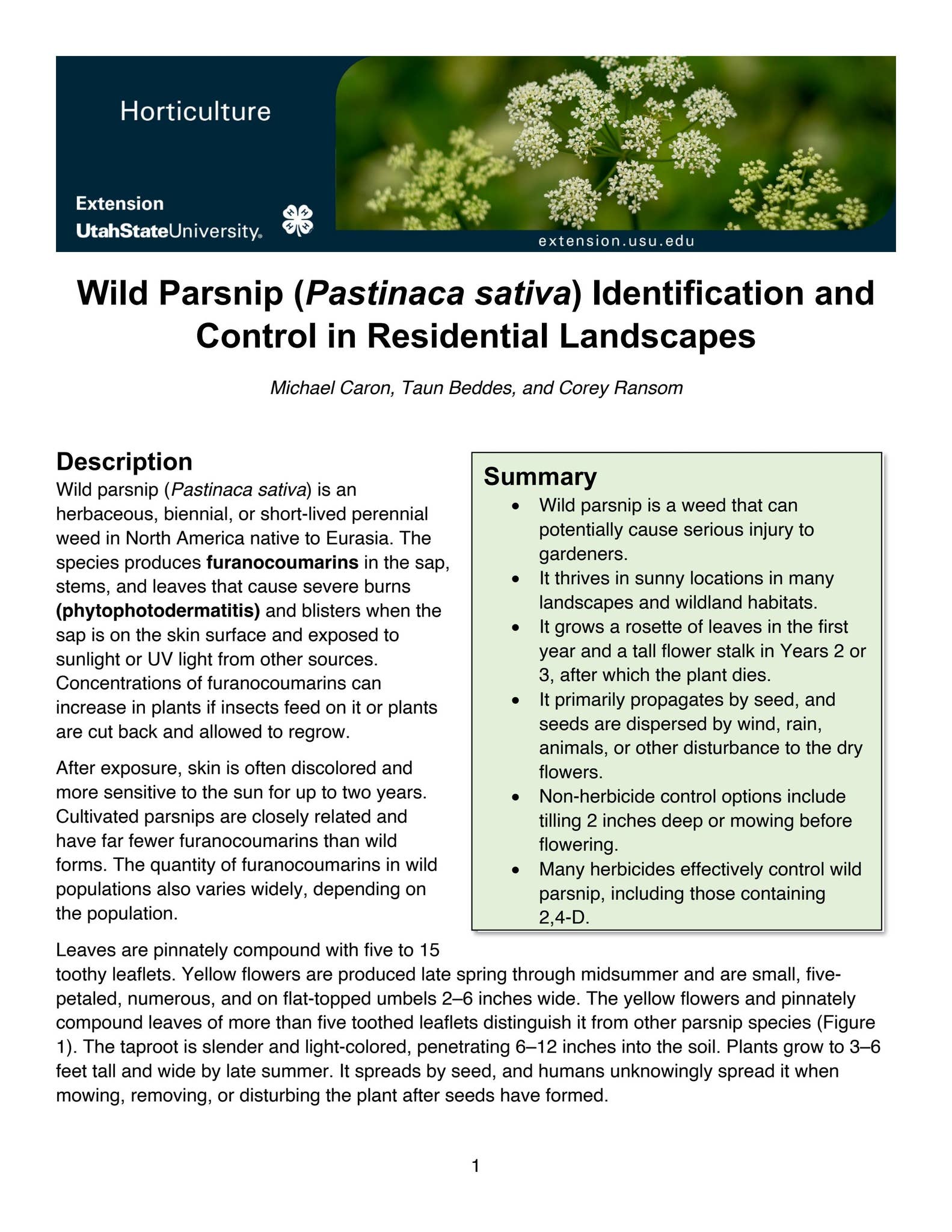 Wild Parsnip (Pastinaca sativa) Identification and Control in ...