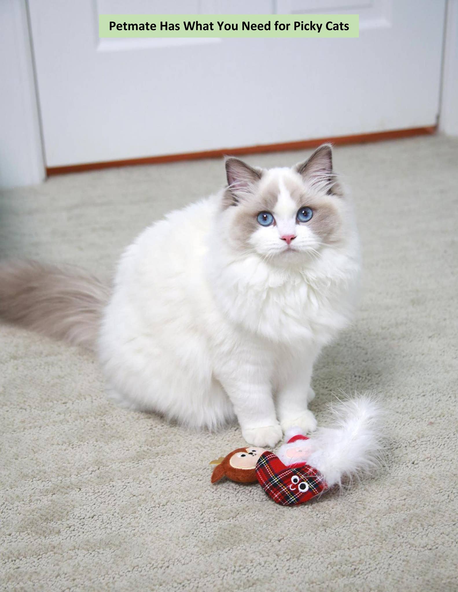 Petmate Has What You Need for Picky Cats by Petmate - Issuu