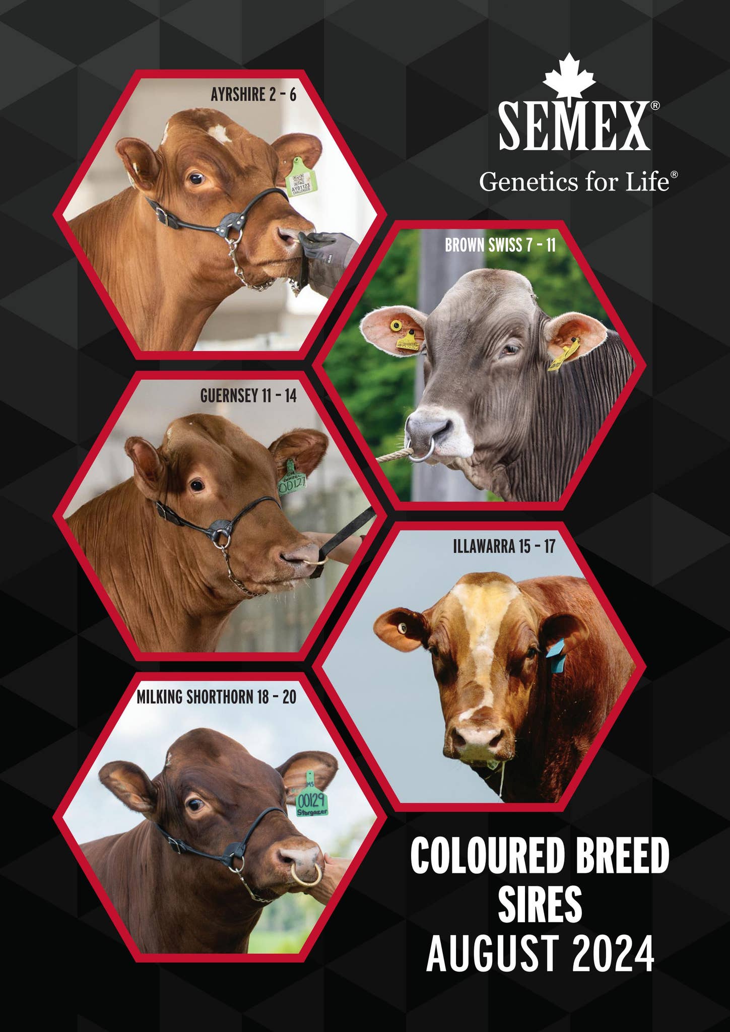 Semex - August 2024 Australia Colour Breed Catalogue by Semex - Issuu