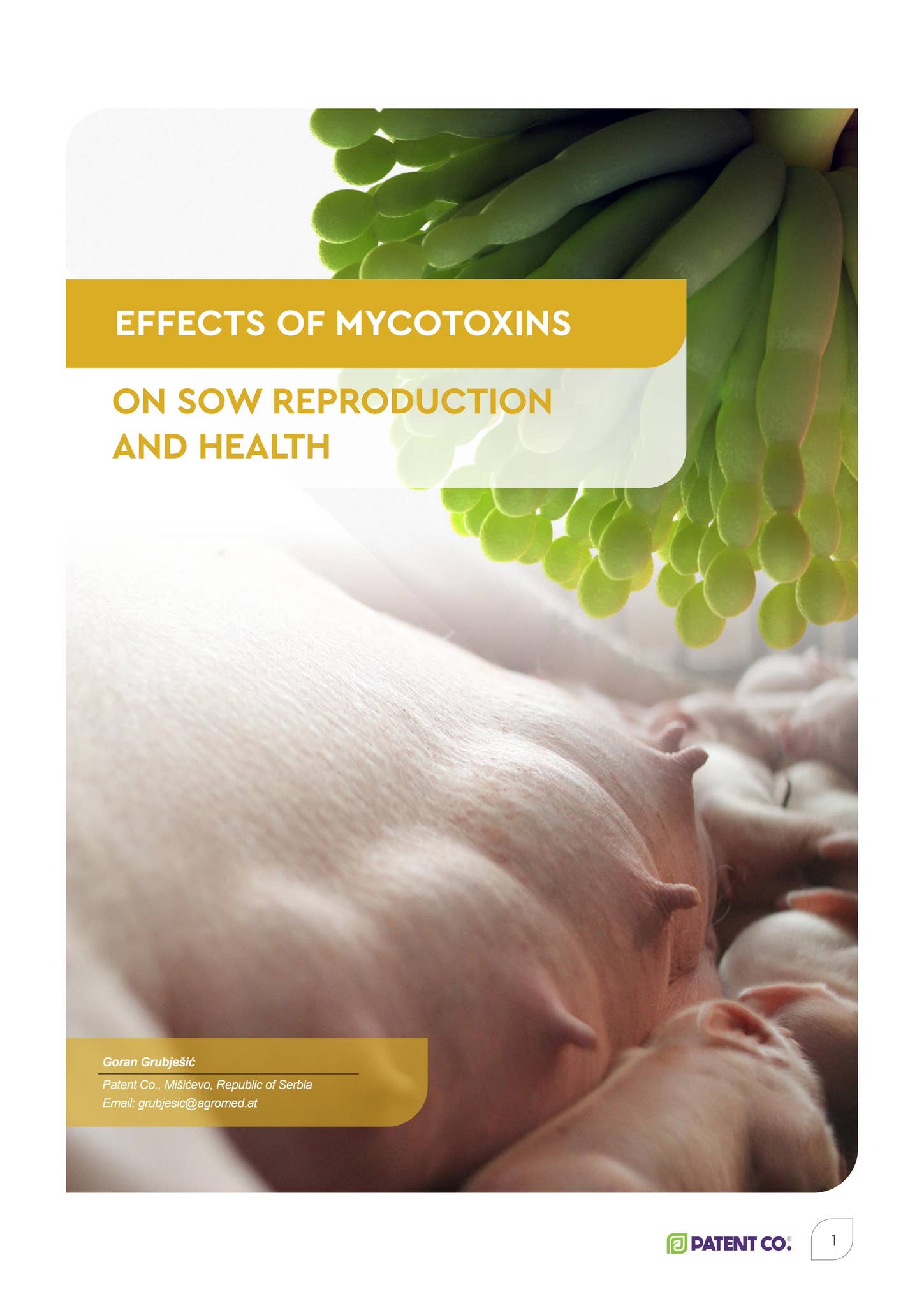 Effects of mycotoxins on sow reproduction and health by agriNews - Issuu