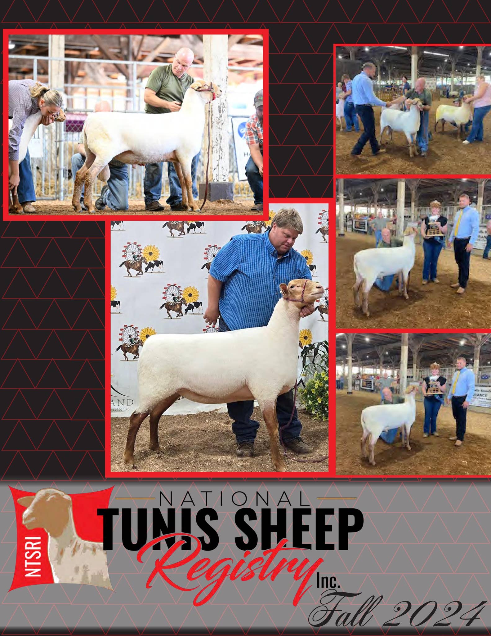 American Hampshire Sheep Association - 2024 Fall Tunis Times by ...