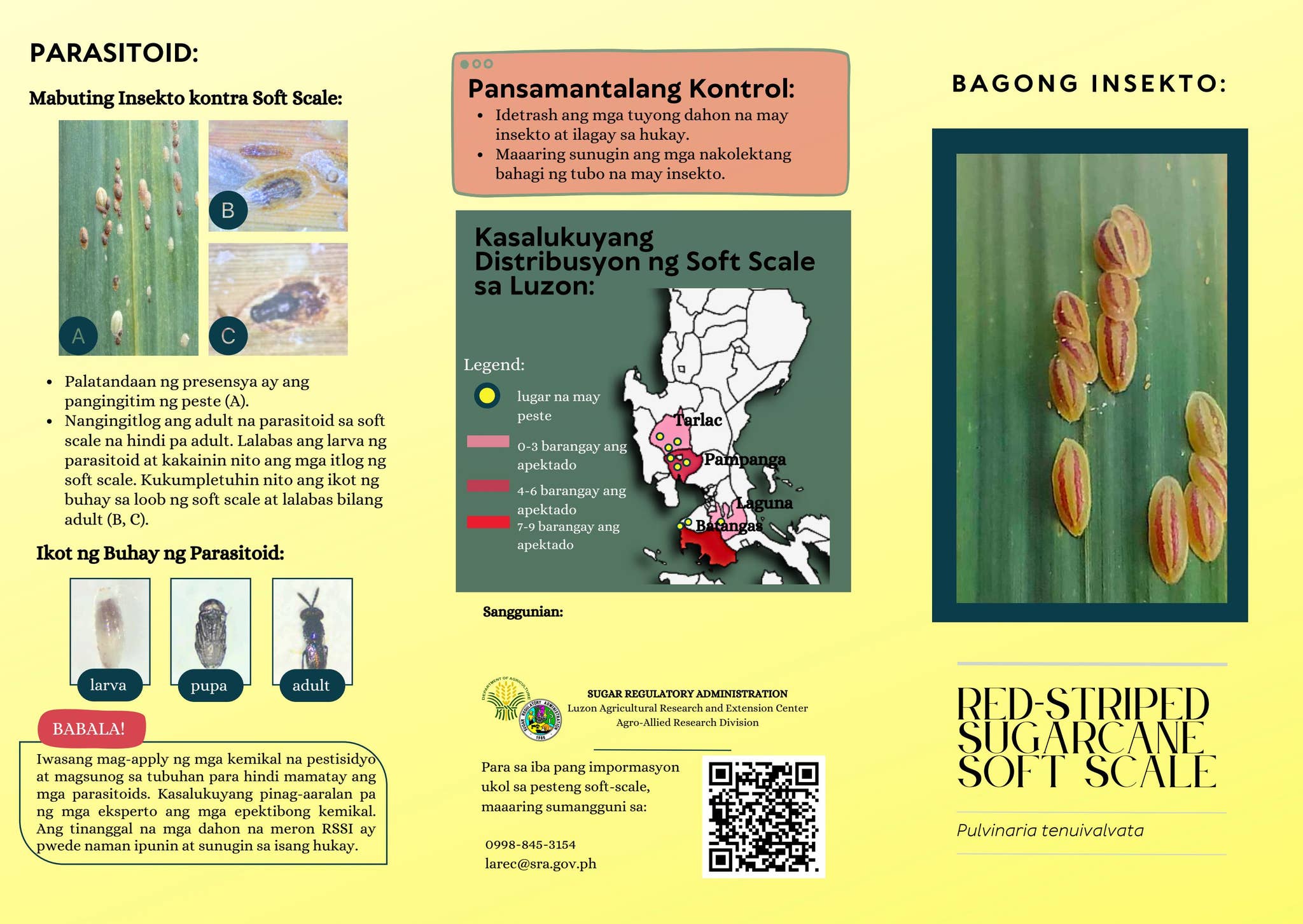 Red-Stripped Sugarcane Soft-Scale Insect by aardlarec2024 - Issuu