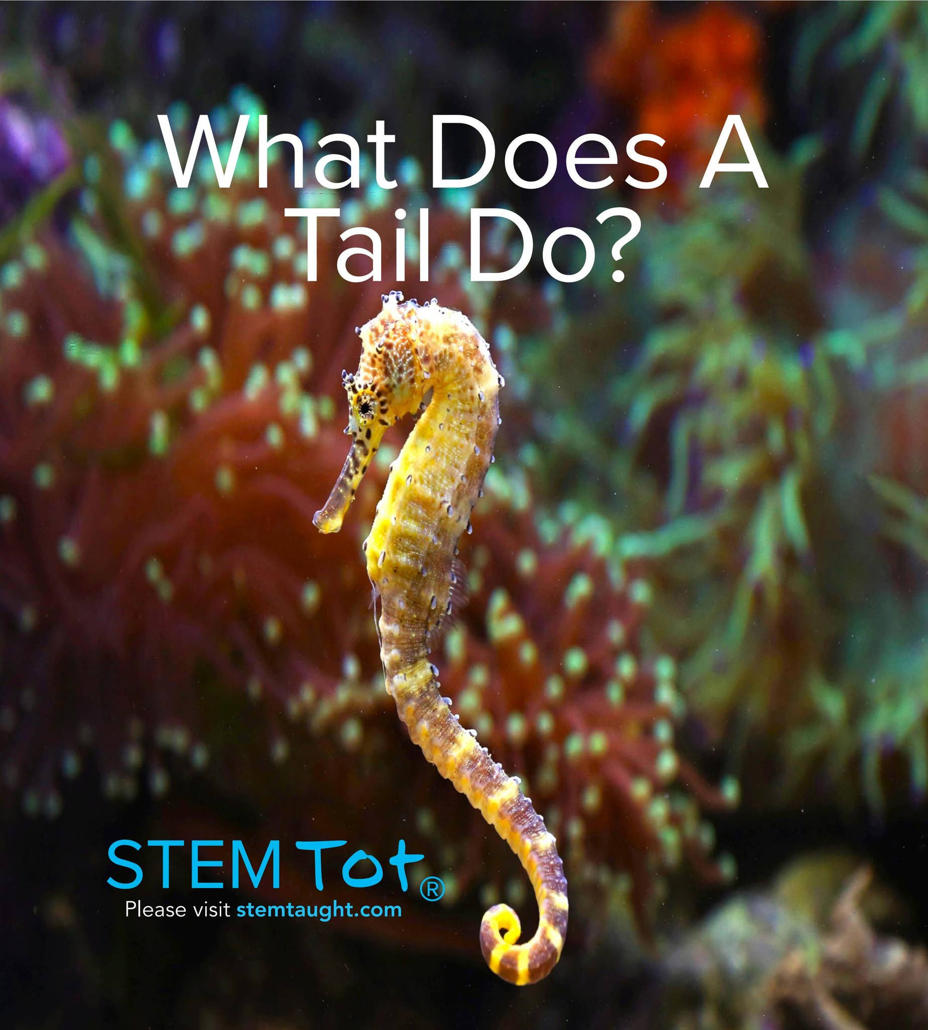 Tiny Book_What Does A Tail Do? by STEMTaught - Issuu