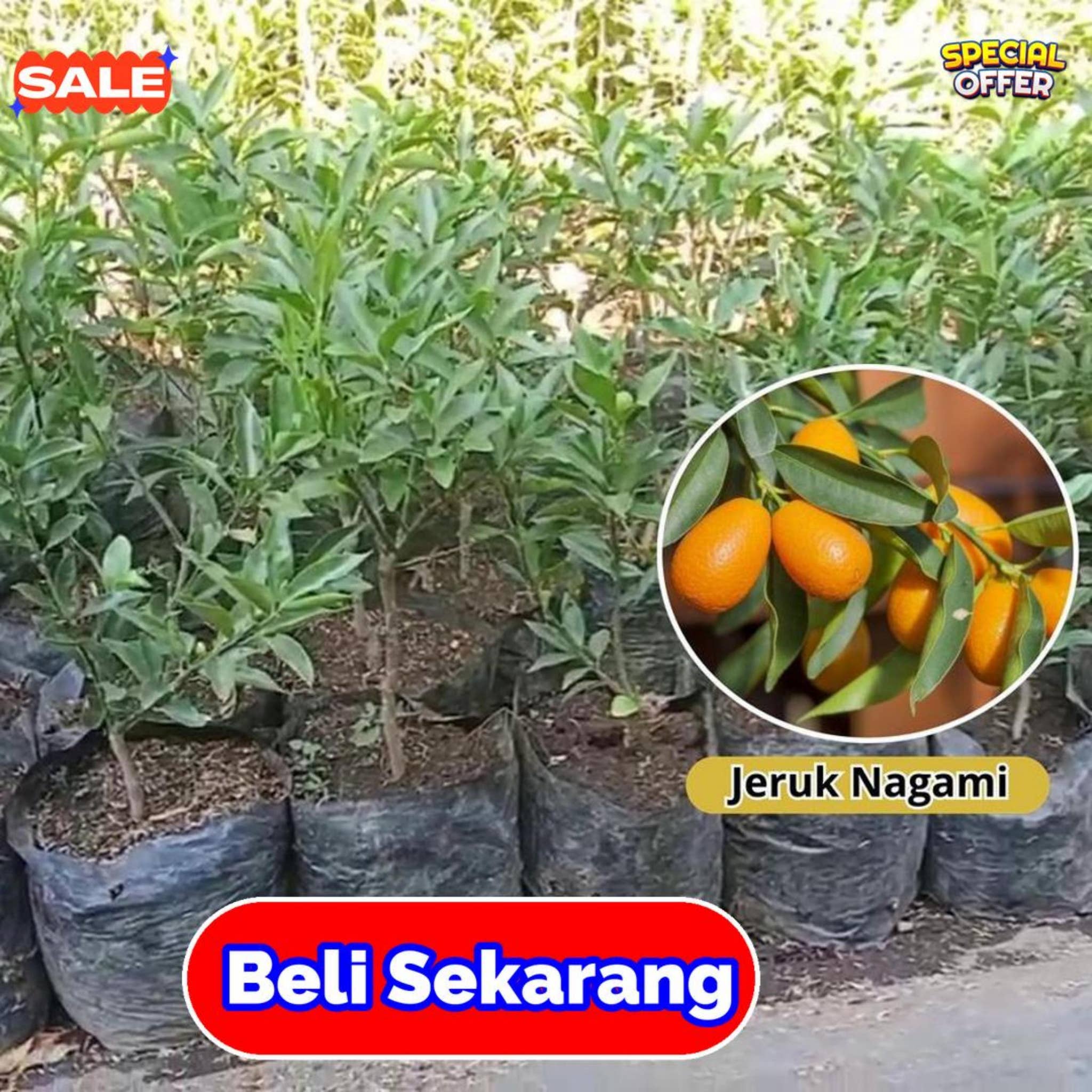 Sentra Pohon Nagami Jeruk Menanam Dan Merawat Untuk Hasil Optimal - by ...