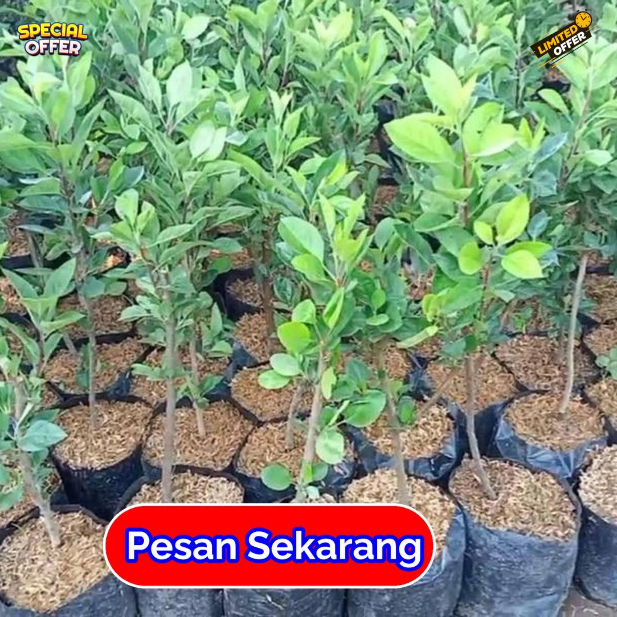 Pusat Bibit Pohon Apel Merah Panduan Memilih Dan Menanam Untuk Hasil ...