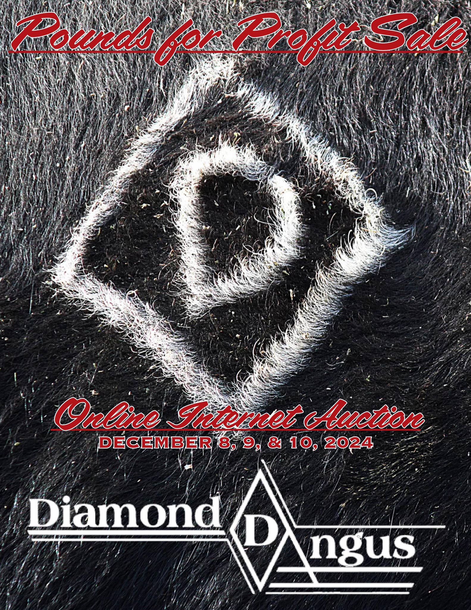 Diamond D Angus Sale Catalg 2024 by PeltonLivestock - Issuu