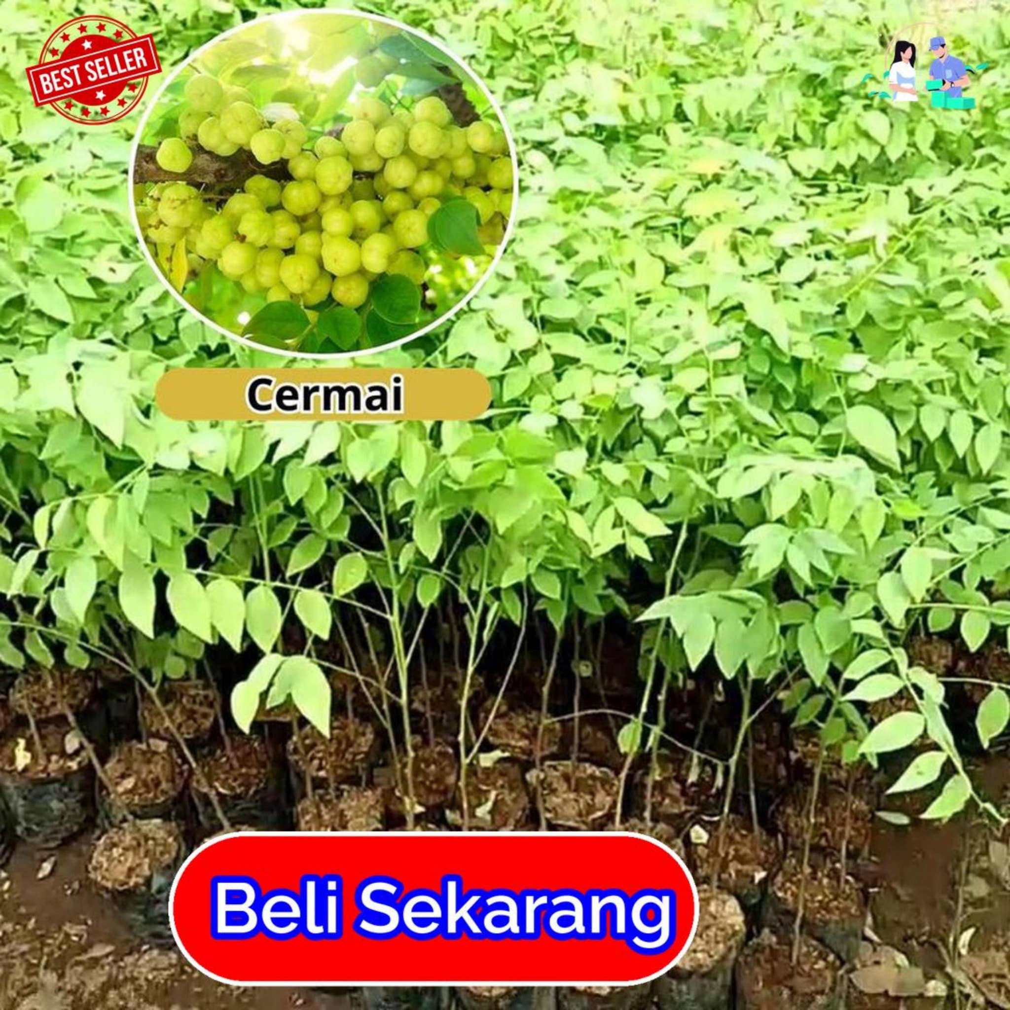 Tumbuhan Ceremai Tanaman Buah Yang Menarik Untuk Kebun - by ...
