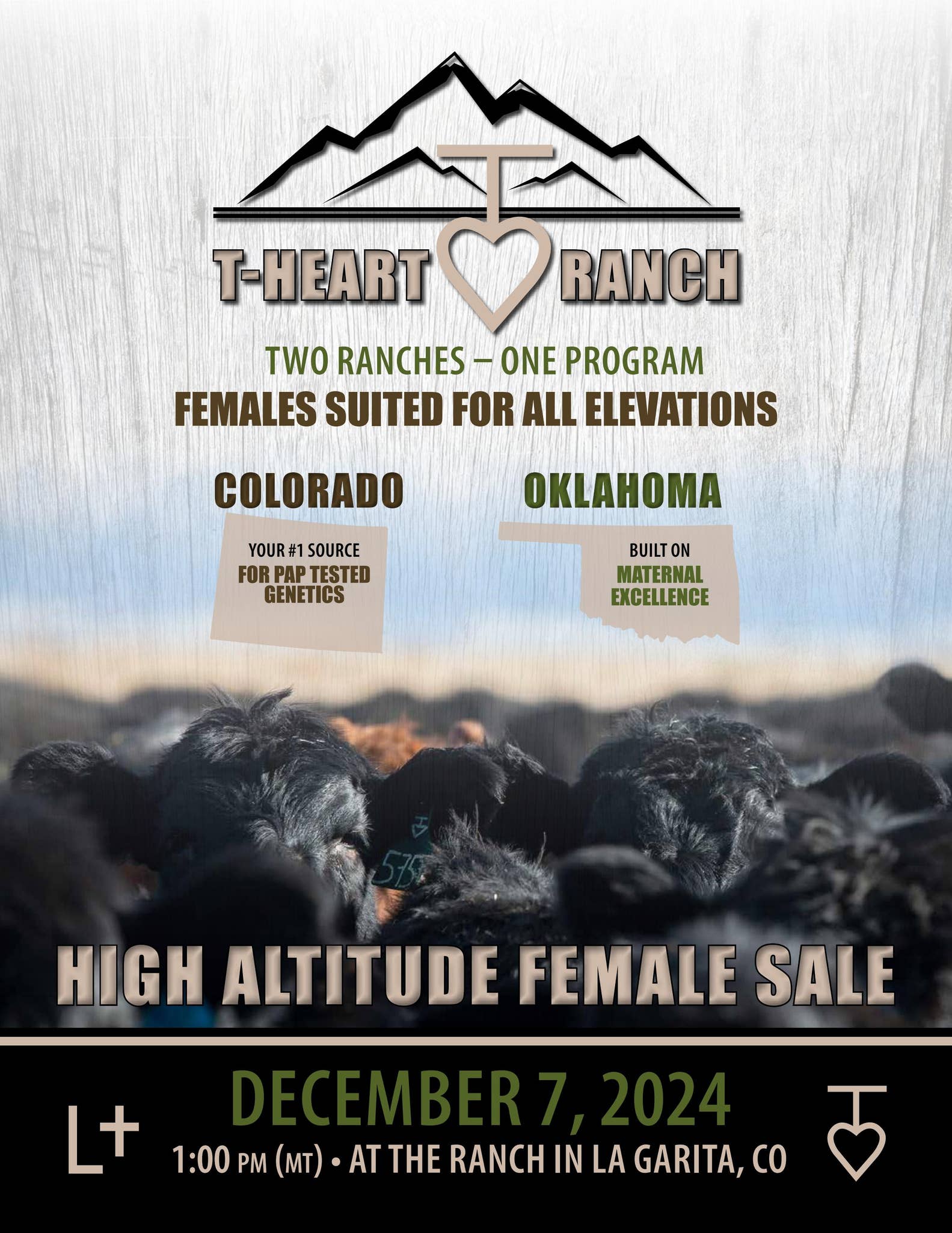 2024 T-Heart Ranch Female Sale by Julie Murnin - Issuu