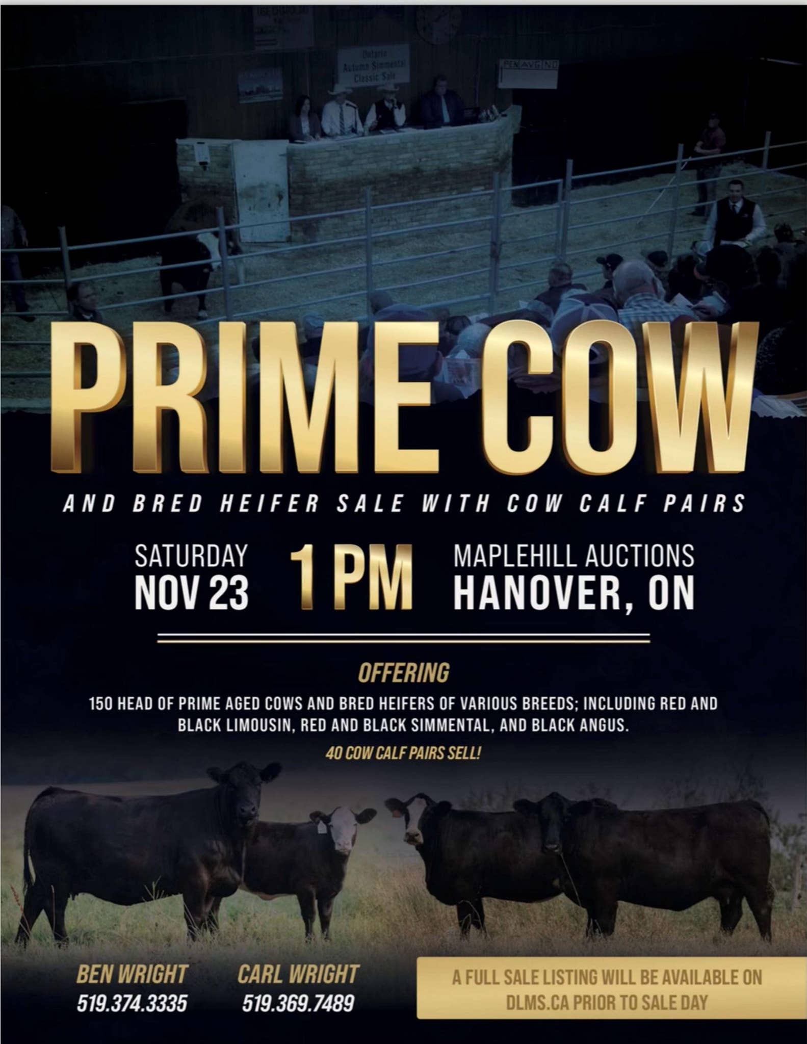 Prime Cow & Bred Heifer Sale 2024 - Hanover, ON by DLMS-Cattlevids.ca ...